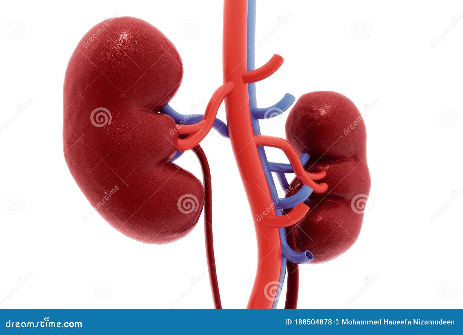 Human kidney stock illustration. Illustration of medical - 188504878