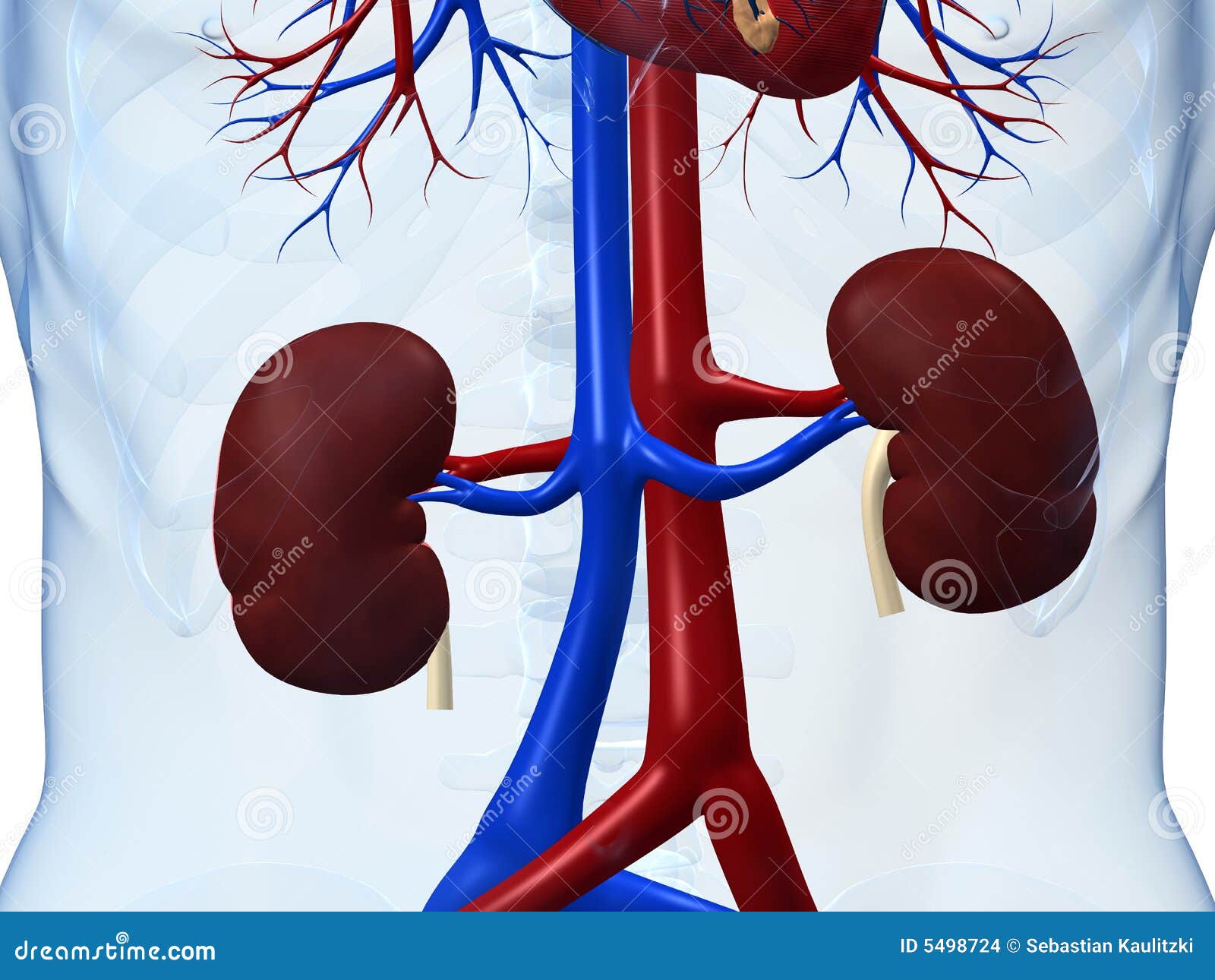 Human kidneys stock illustration. Illustration of renal - 5498724