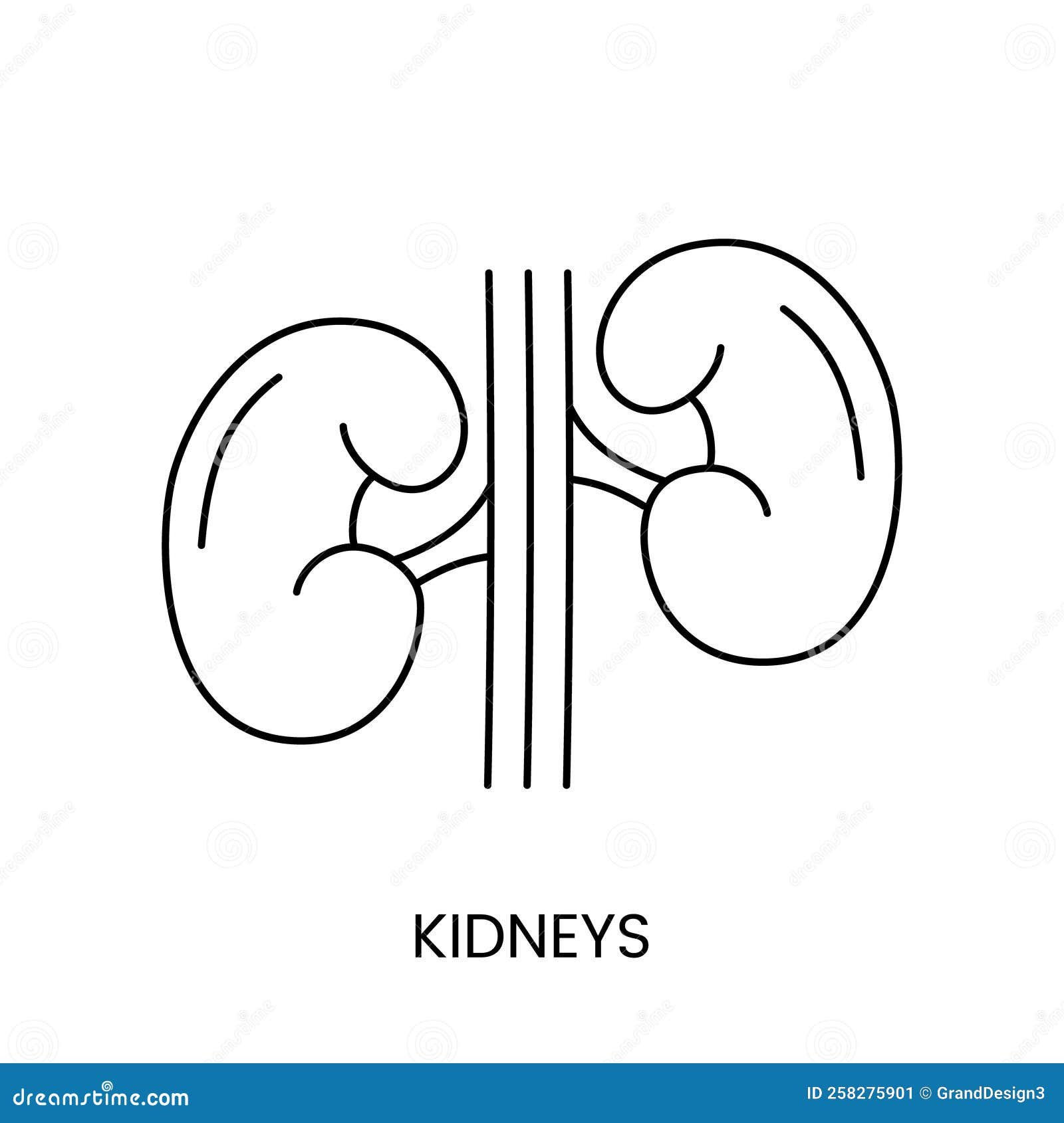 Human Kidneys are an Anatomical Icon Line in a Vector, an Illustration ...