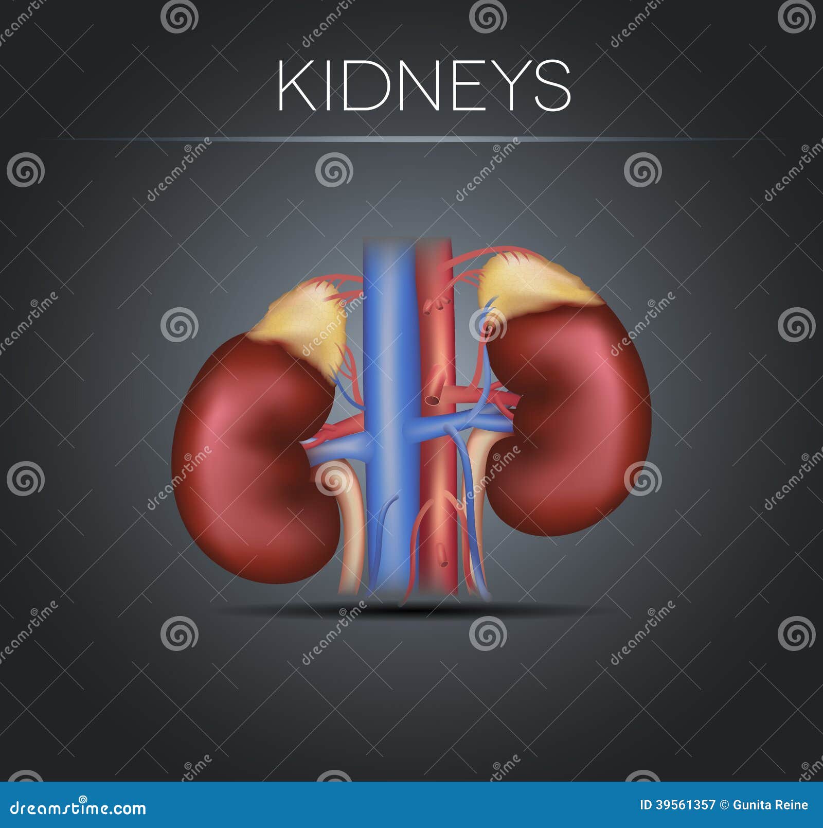Human Kidneys, Internal Organ Anatomy Vector Illustration On A White ...