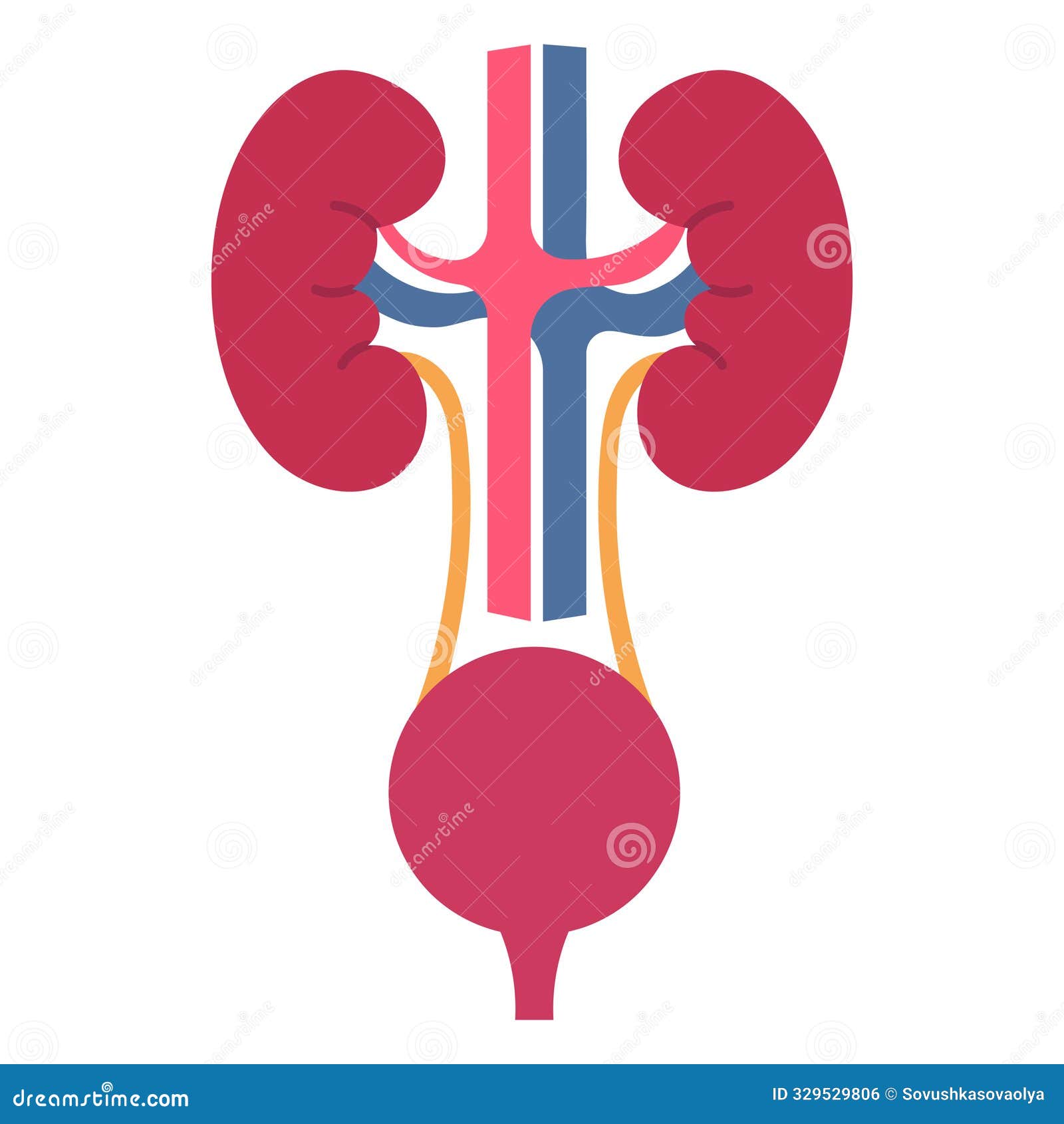 Urology Concept. Idea Of Kidney And Bladder Treatment Cartoon Vector ...