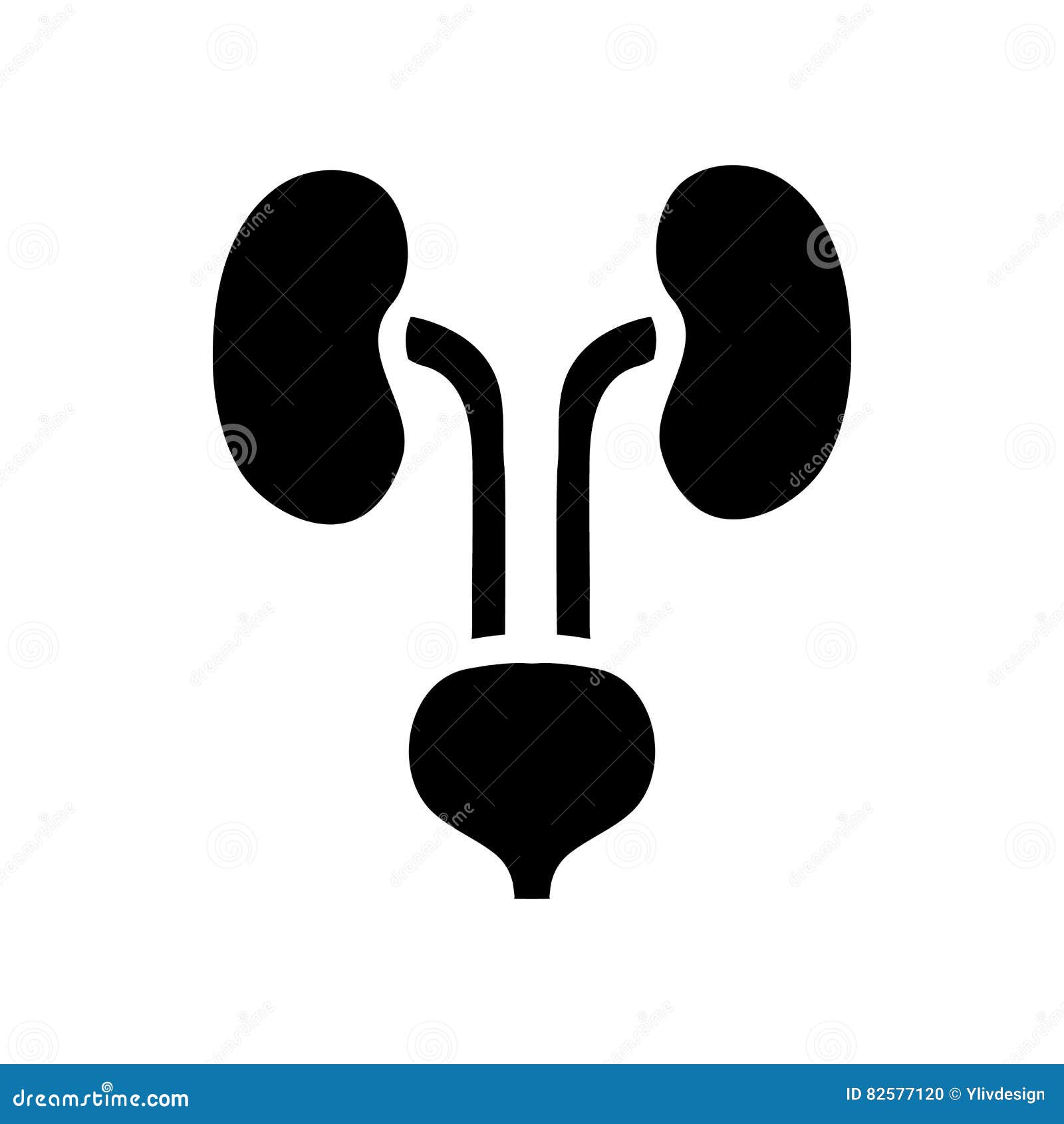 Human Kidneys and Bladder Icon, Simple Style Stock Vector ...