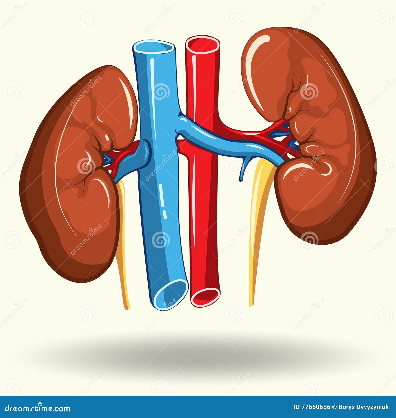 Human kidneys cartoon stock illustration. Illustration of cancer - 77660656