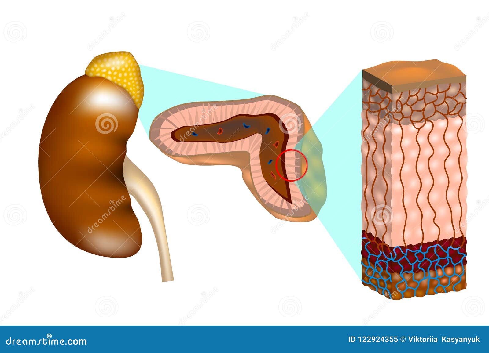Human Kidneys with a Cross Section of the Adrenal Gland. Stock Vector ... Human Kidneys with a Cross Section of the Adrenal Gland. Stock Vector ...