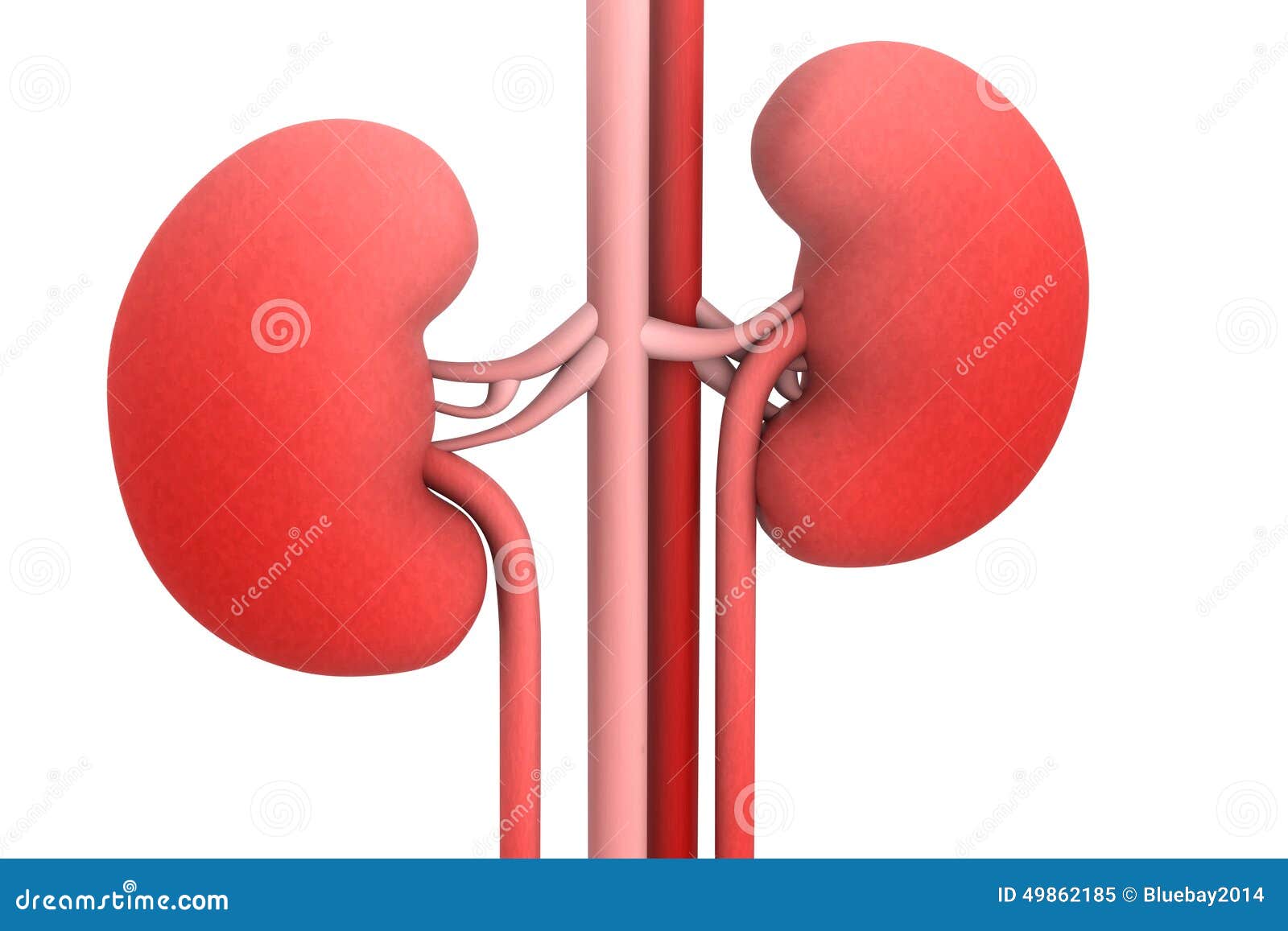 Human kidneys stock illustration. Illustration of medulla - 49862185