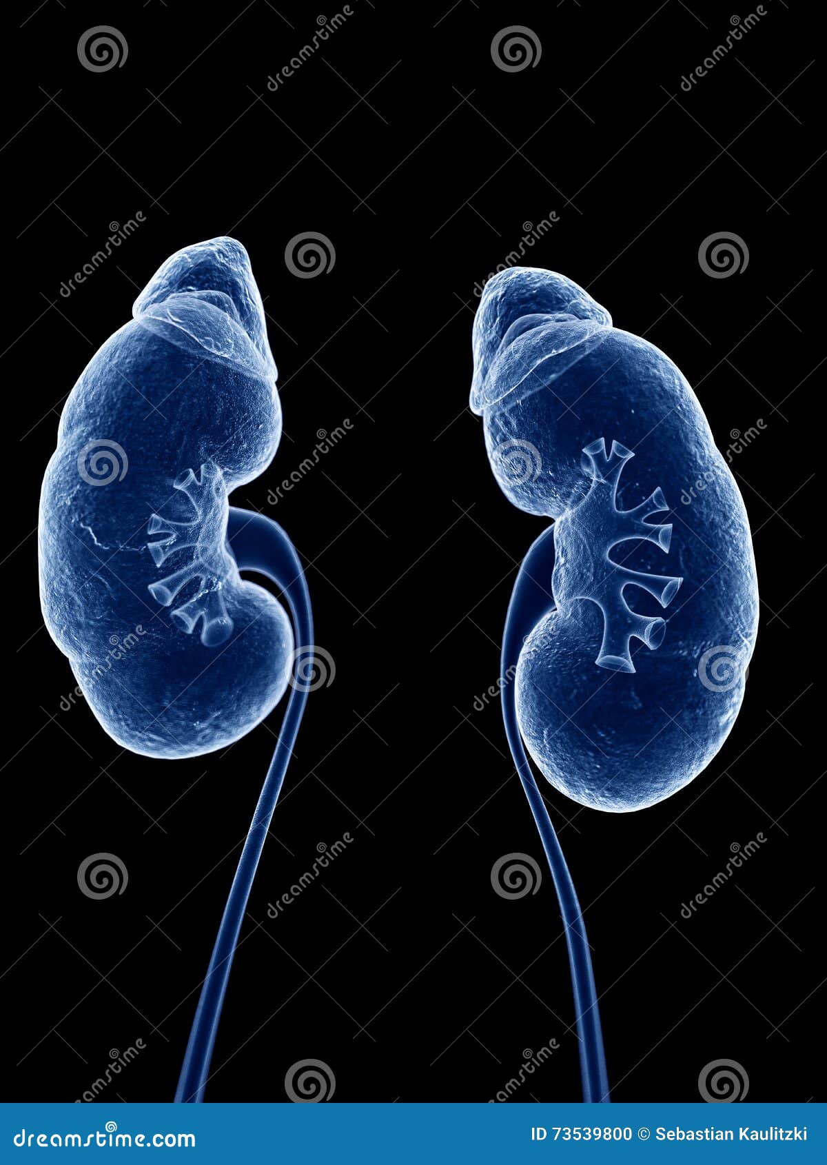 The human kidneys stock illustration. Illustration of organic - 73539800