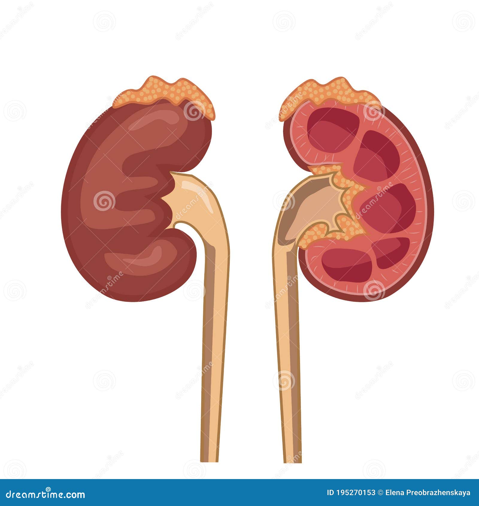 Human Kidneys, Excretory System. Anatomical Structure. Vector ...