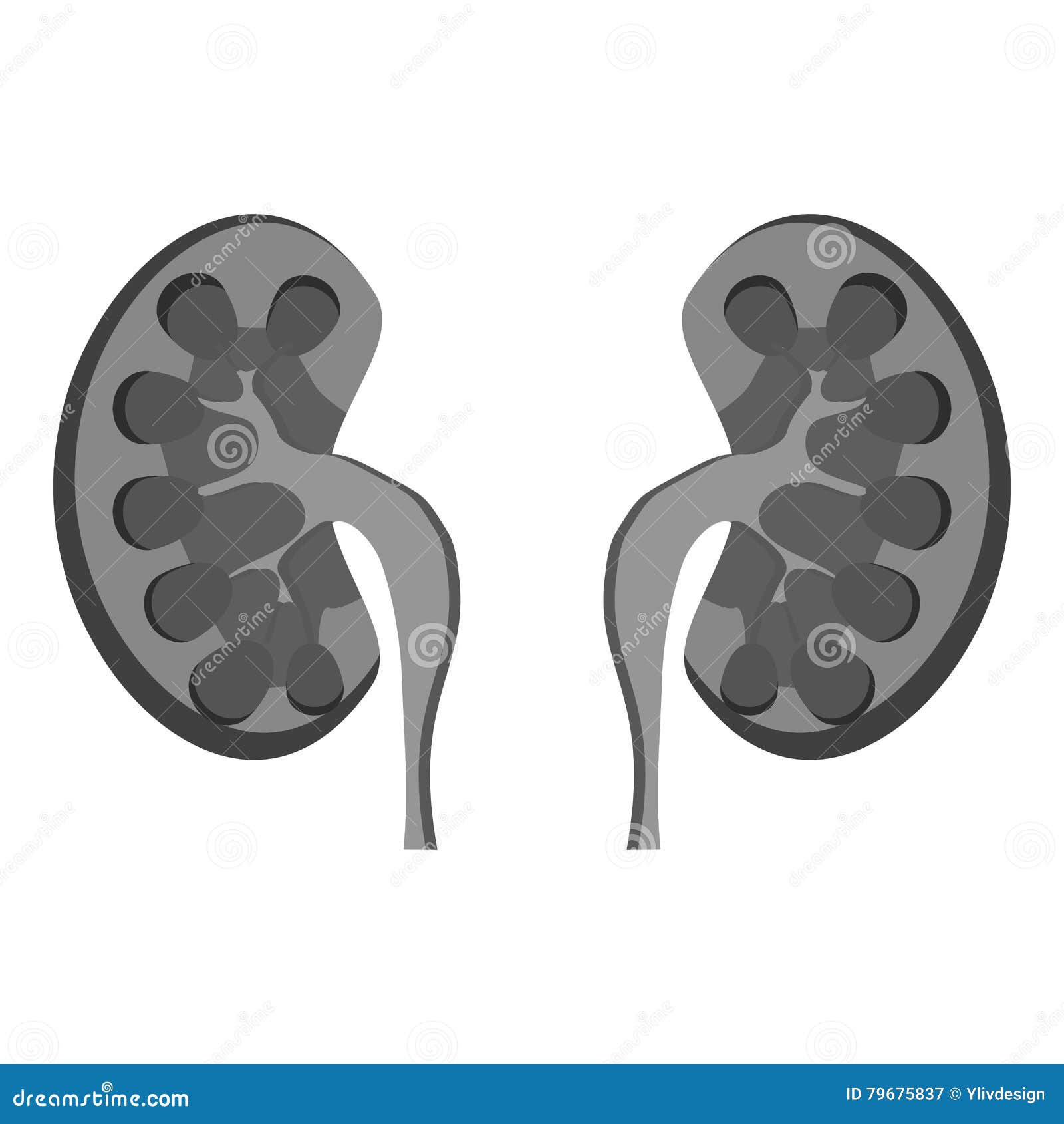Human Kidneys Icon, Gray Monochrome Style Stock Vector - Illustration ...