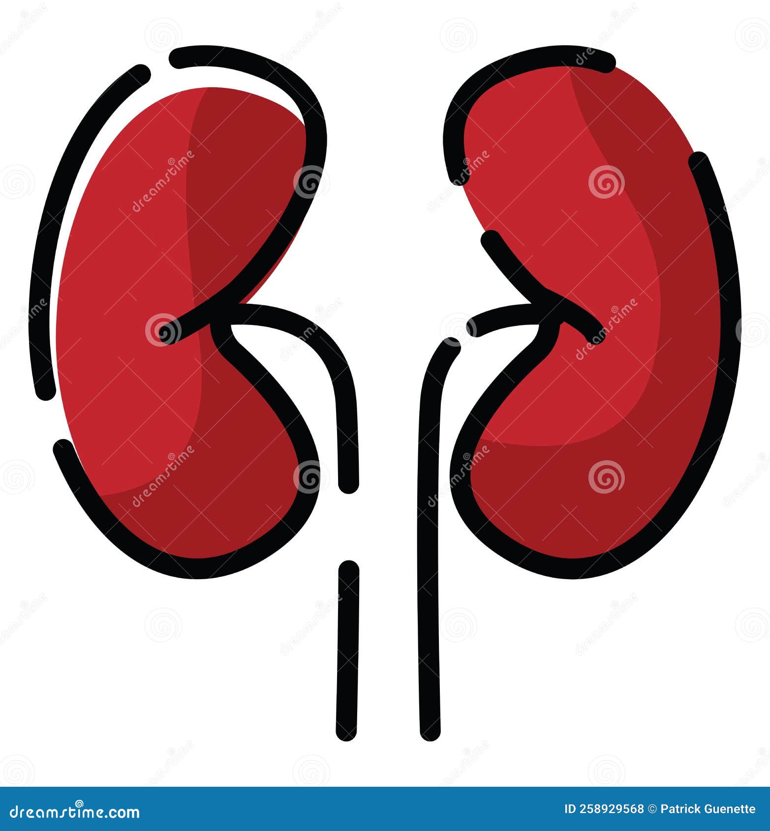 Human kidneys, icon stock vector. Illustration of white - 258929568