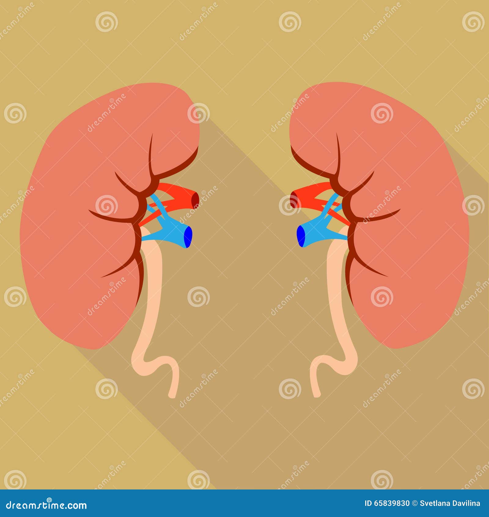 Human kidneys stock vector. Illustration of nephrology - 65839830