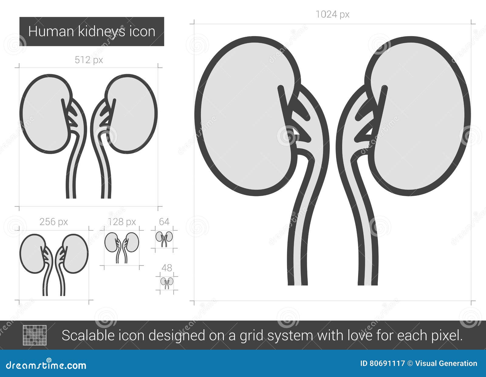 Human kidneys line icon. stock vector. Illustration of linear - 80691117