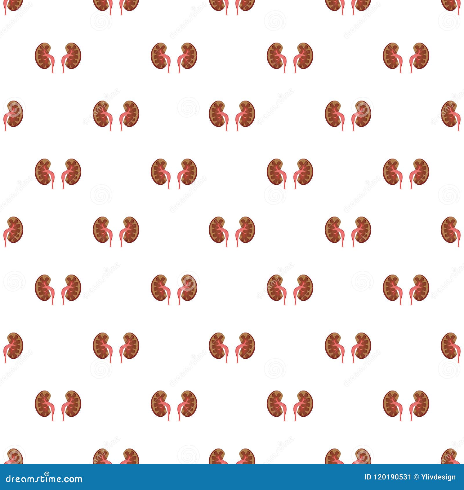 Human kidneys pattern stock vector. Illustration of anatomy - 120190531