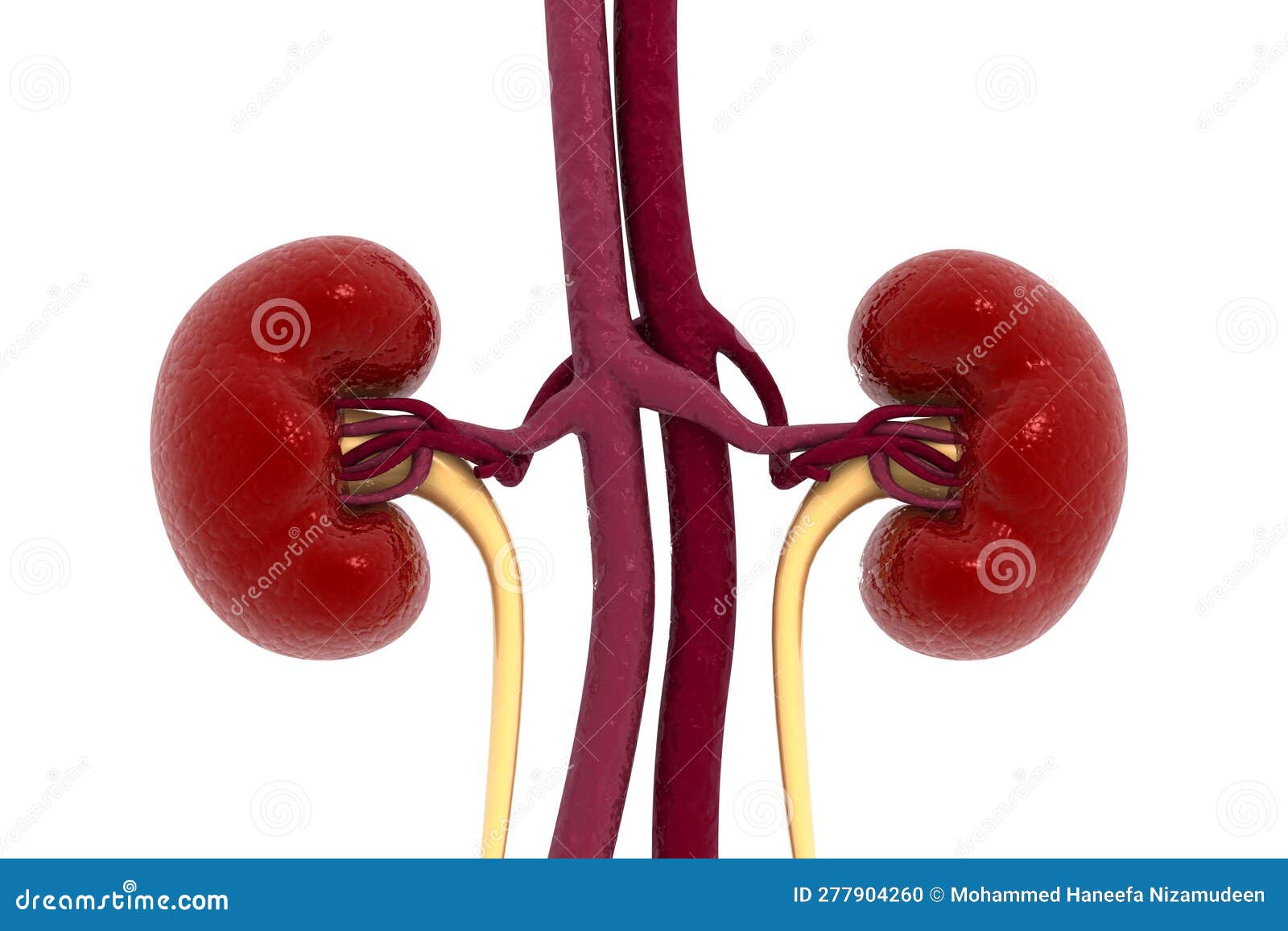 Human Kidneys on White Background Stock Illustration - Illustration of ...