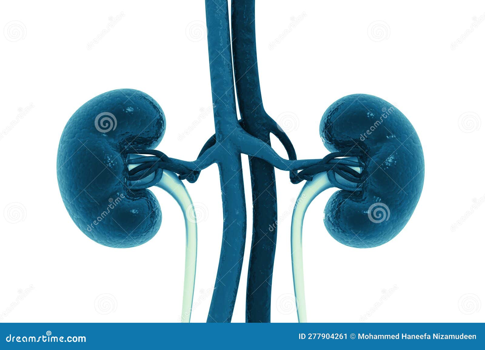 Human Kidneys on White Background Stock Illustration - Illustration of ...