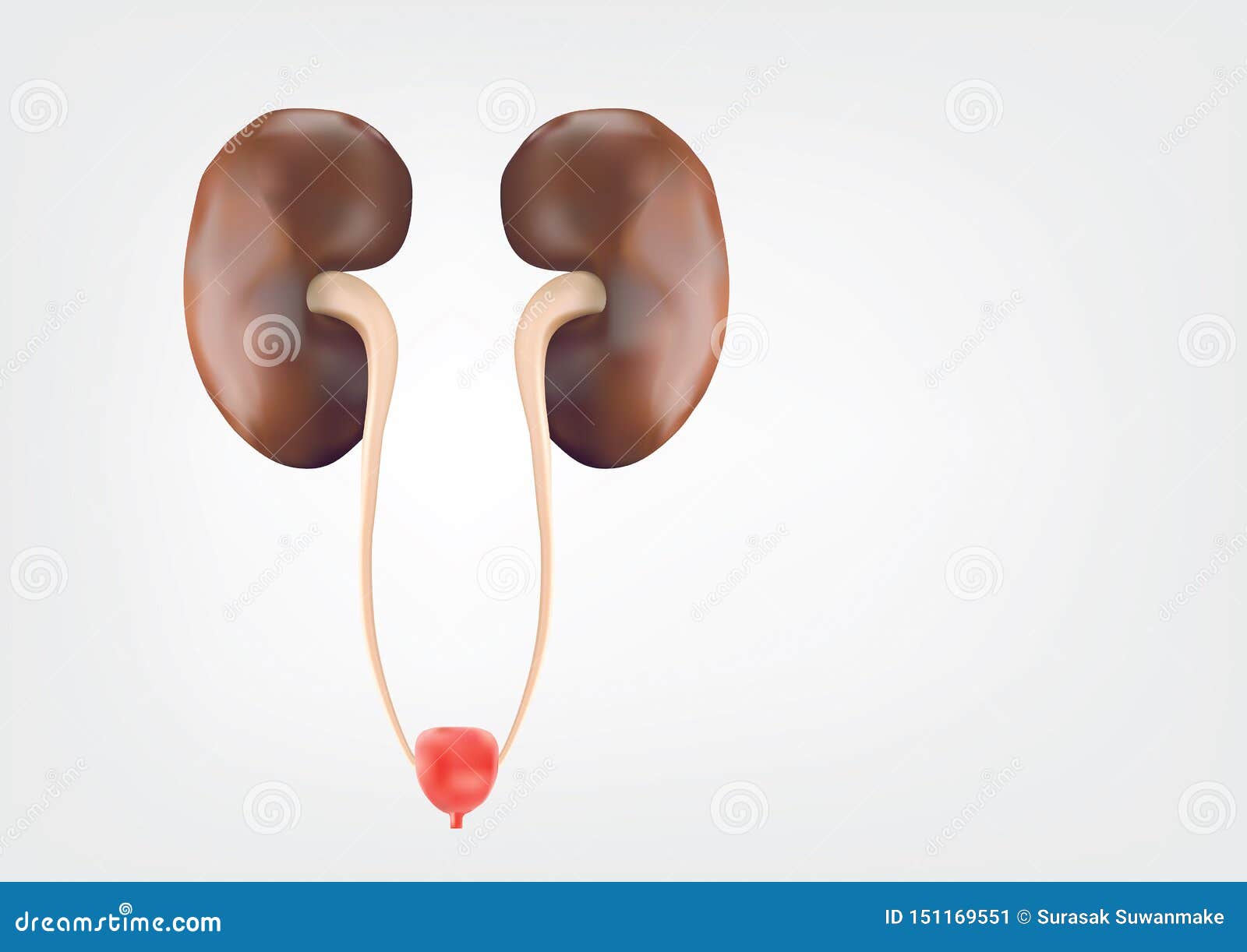 Human Kidneys on a White Background, Smooth and Clean. Used in Science ...