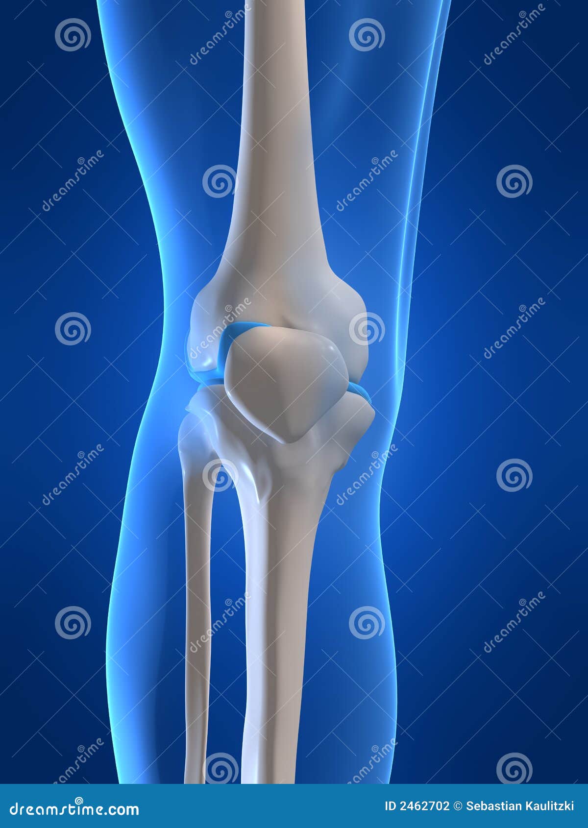 Human Knee Joint Anatomy. Ligaments Of The Knee. Anterior And Posterior ...