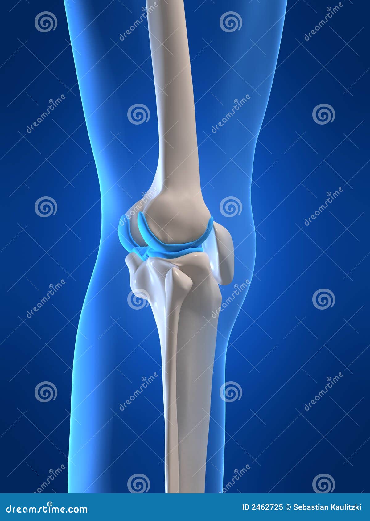 Human knee stock illustration. Illustration of anatomy - 2462725