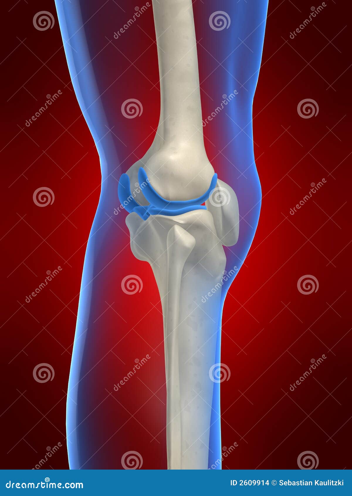 Human knee stock illustration. Illustration of arthrosis - 2609914