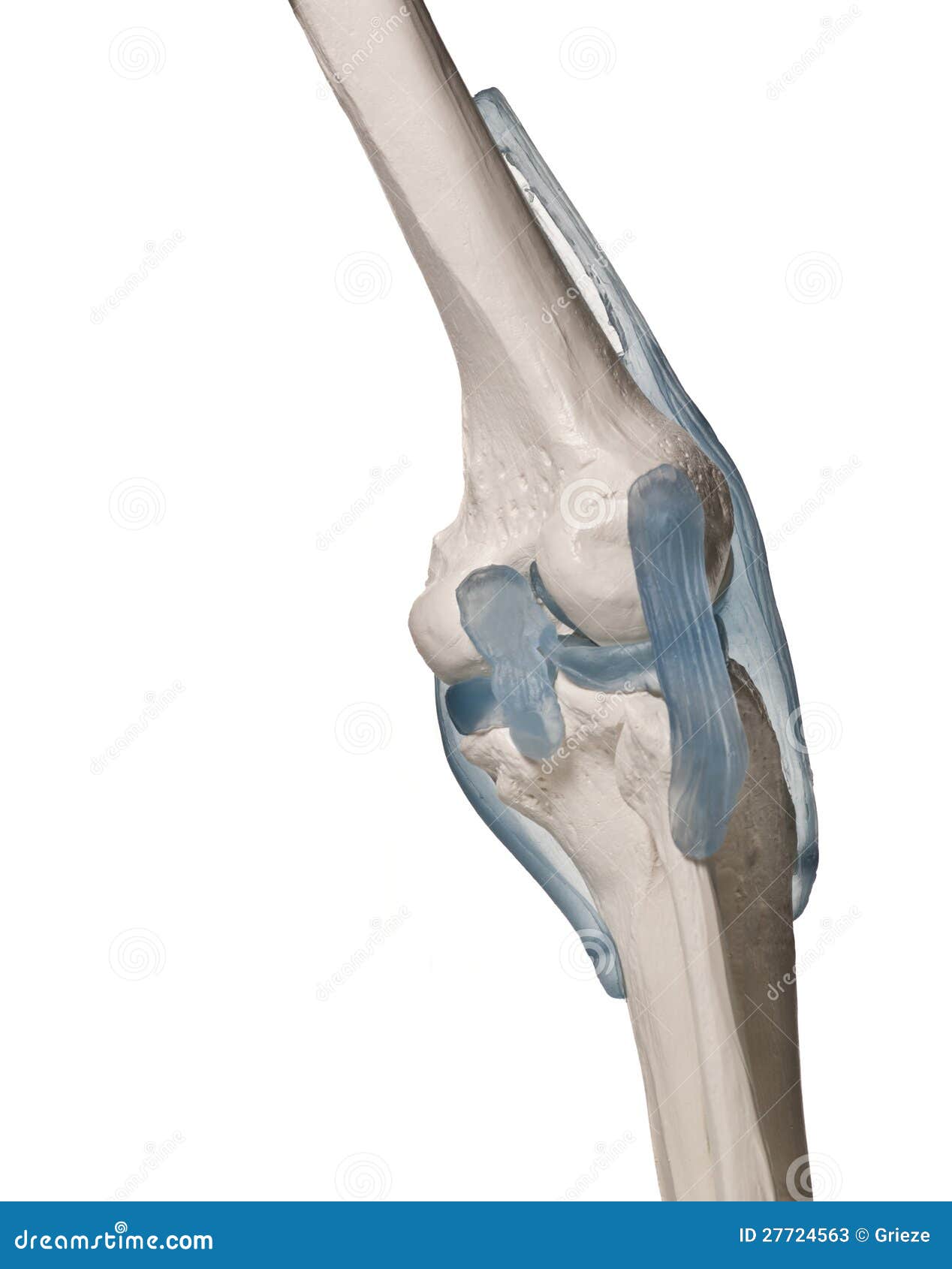 X-ray Of Human Knee Normal Joints And Ligaments Medical Image Concept ...