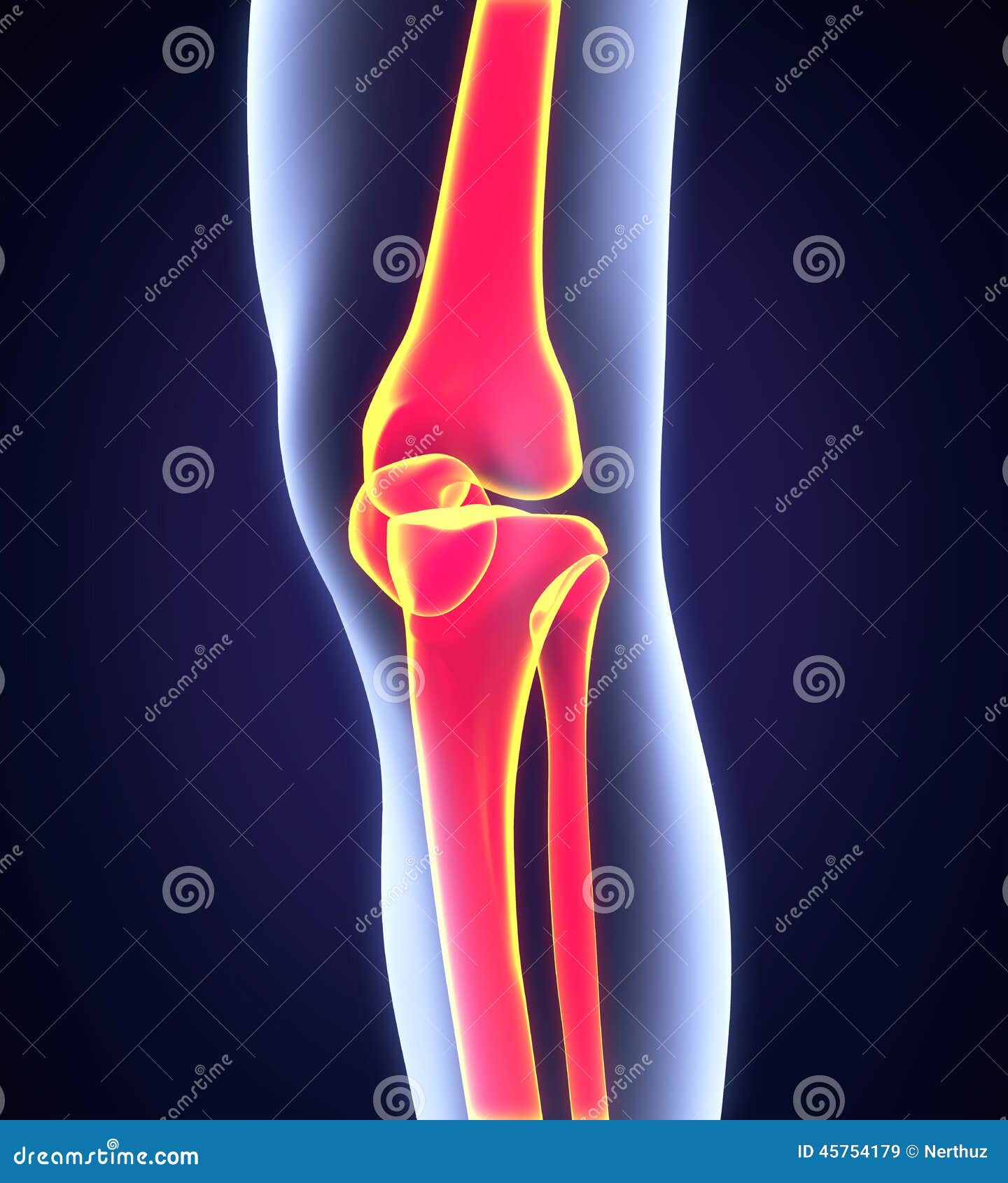 Human Knee Anatomy stock illustration. Illustration of pain - 45754179