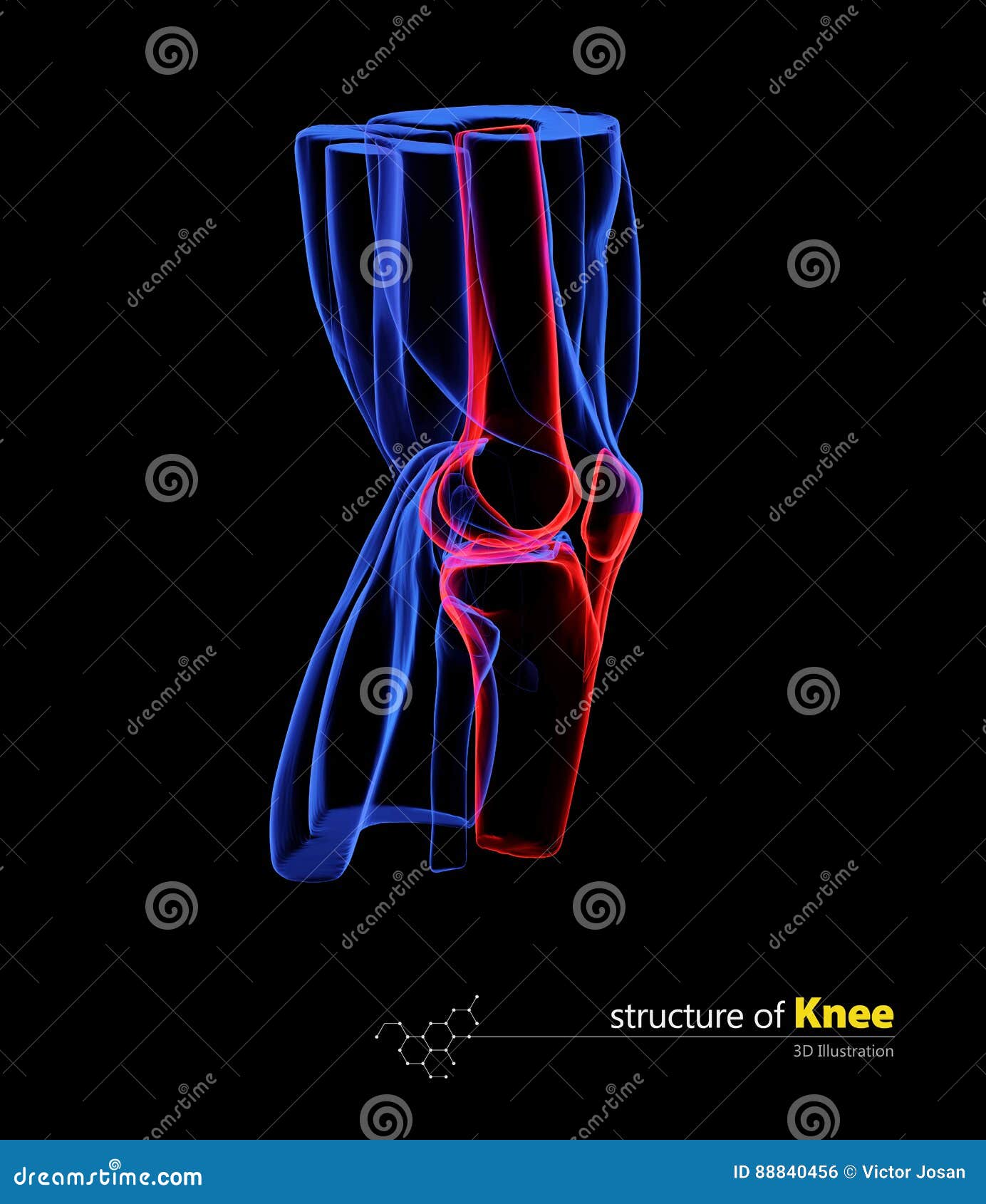 Human Knee Anatomy View Isolated Black, 3d Illustration Stock Photo ...