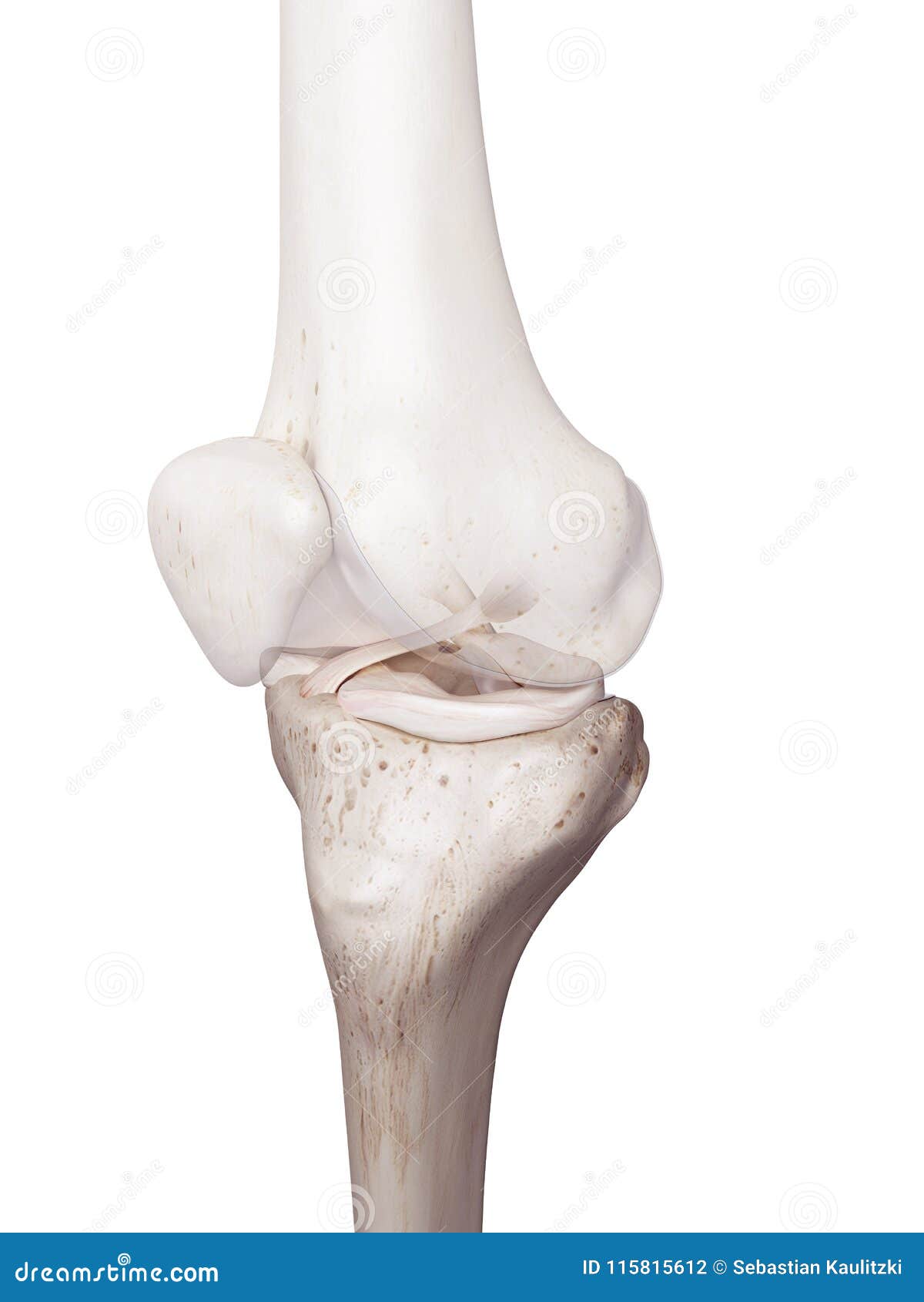 The human knee stock illustration. Illustration of rendered - 115815612