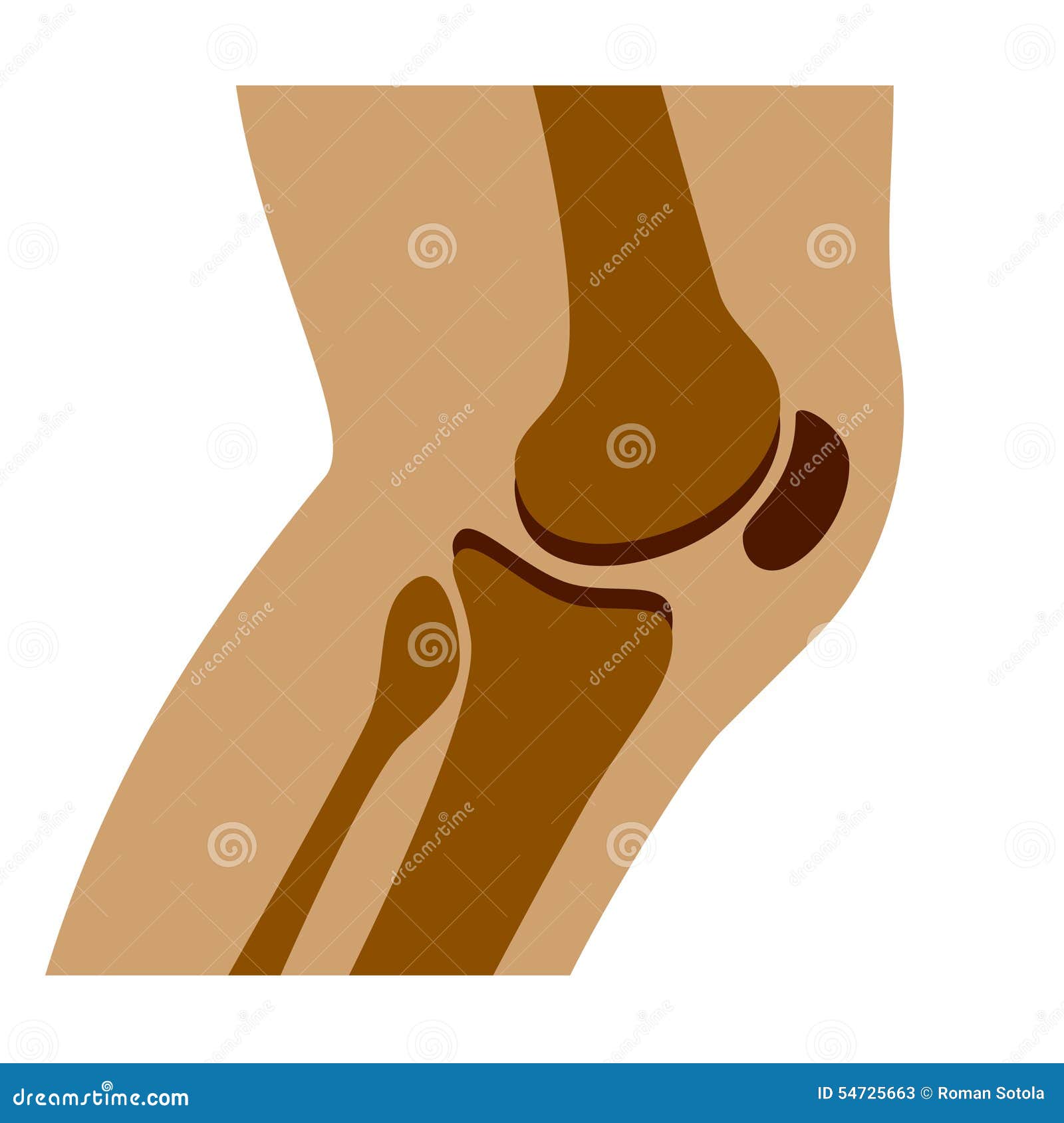 Human knee joint side view stock vector. Illustration of body - 54725663