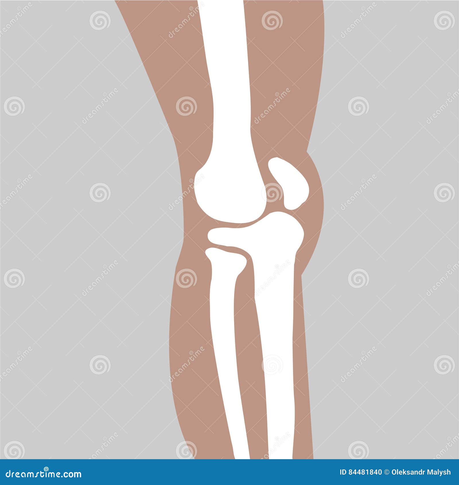 Human knee joint stock vector. Illustration of cartilage - 84481840