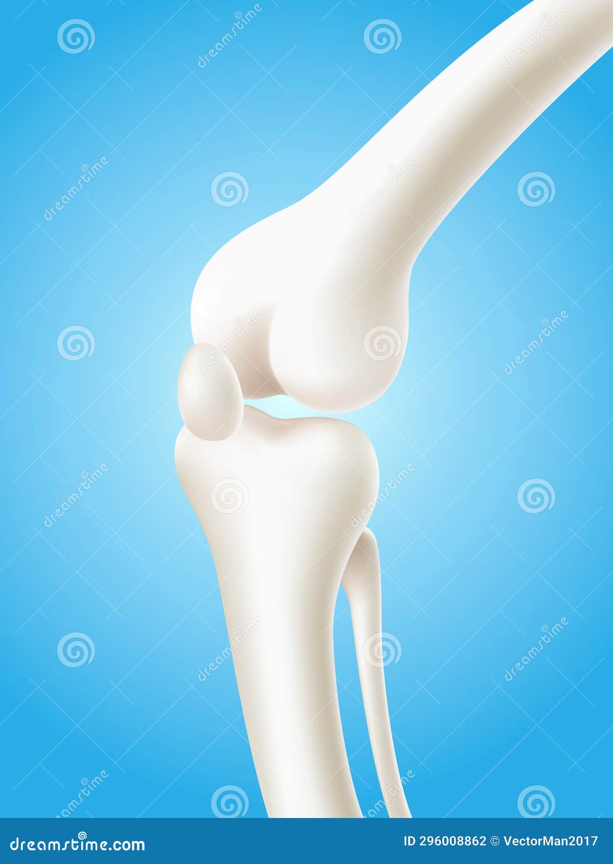 Human Knee and Leg Bones on Blue Background Stock Vector - Illustration ...