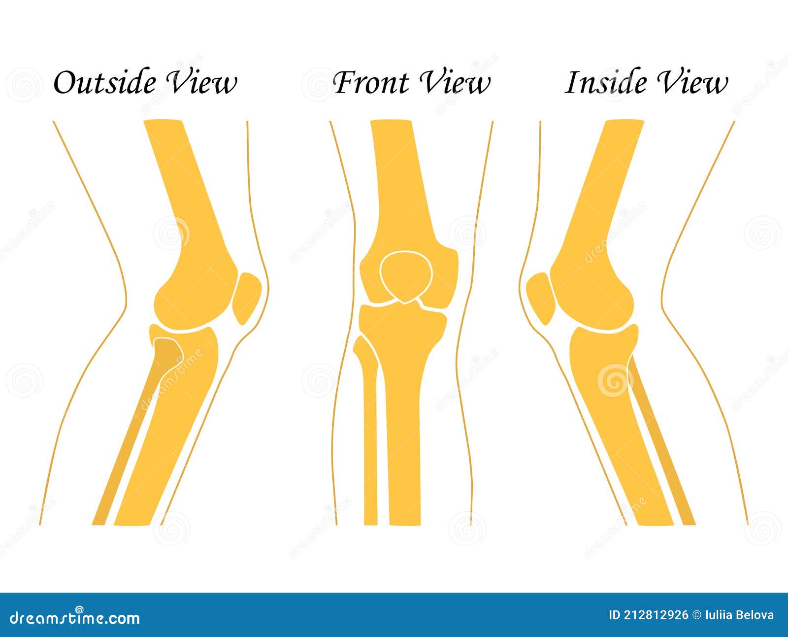 Human Knee Leg Front and Back View. Vector Illustration Stock Vector ...