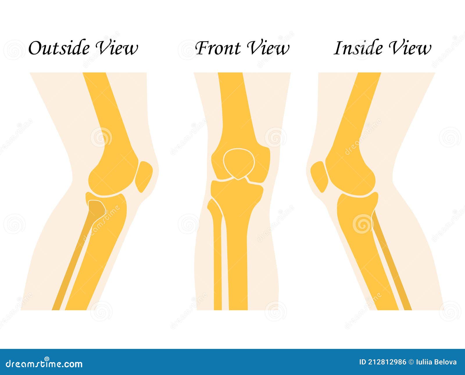 Human Knee Leg Front and Back View. Vector Illustration. Flat Design ...