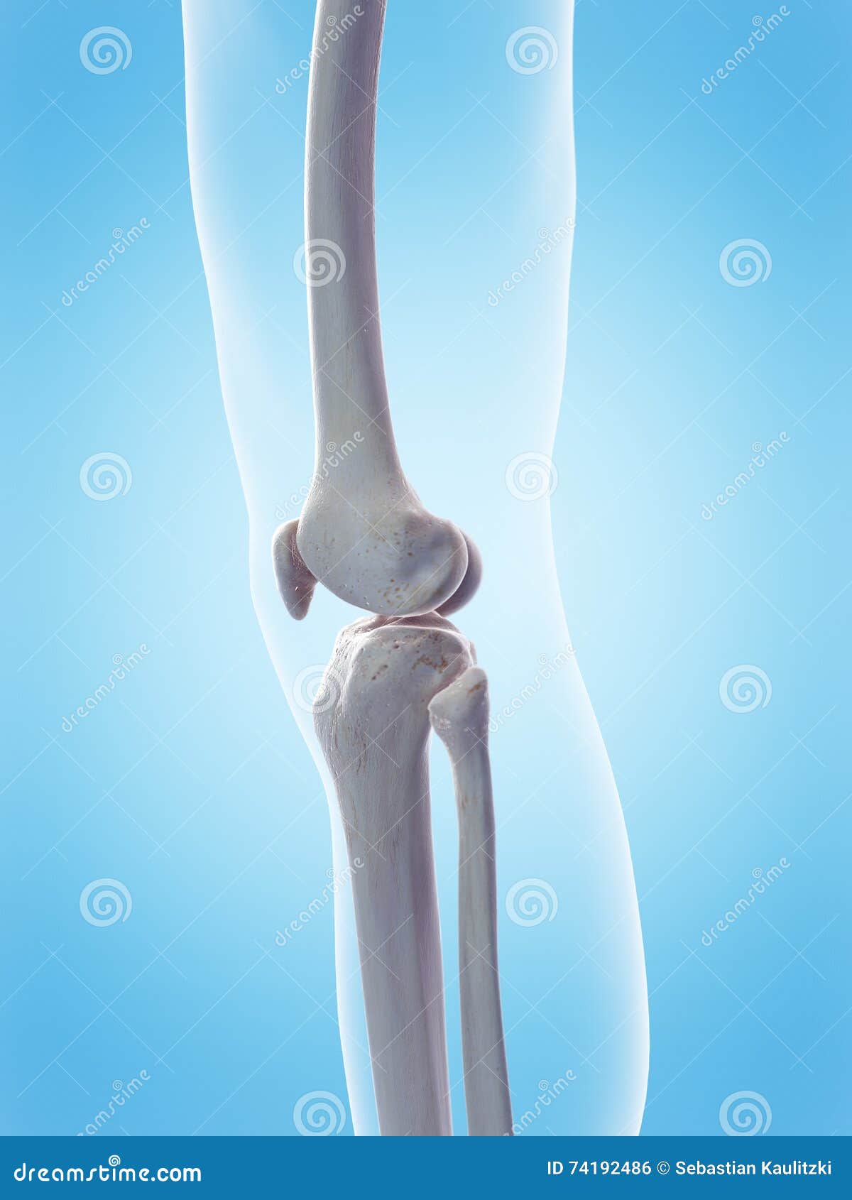 The human knee stock illustration. Illustration of rendering - 74192486