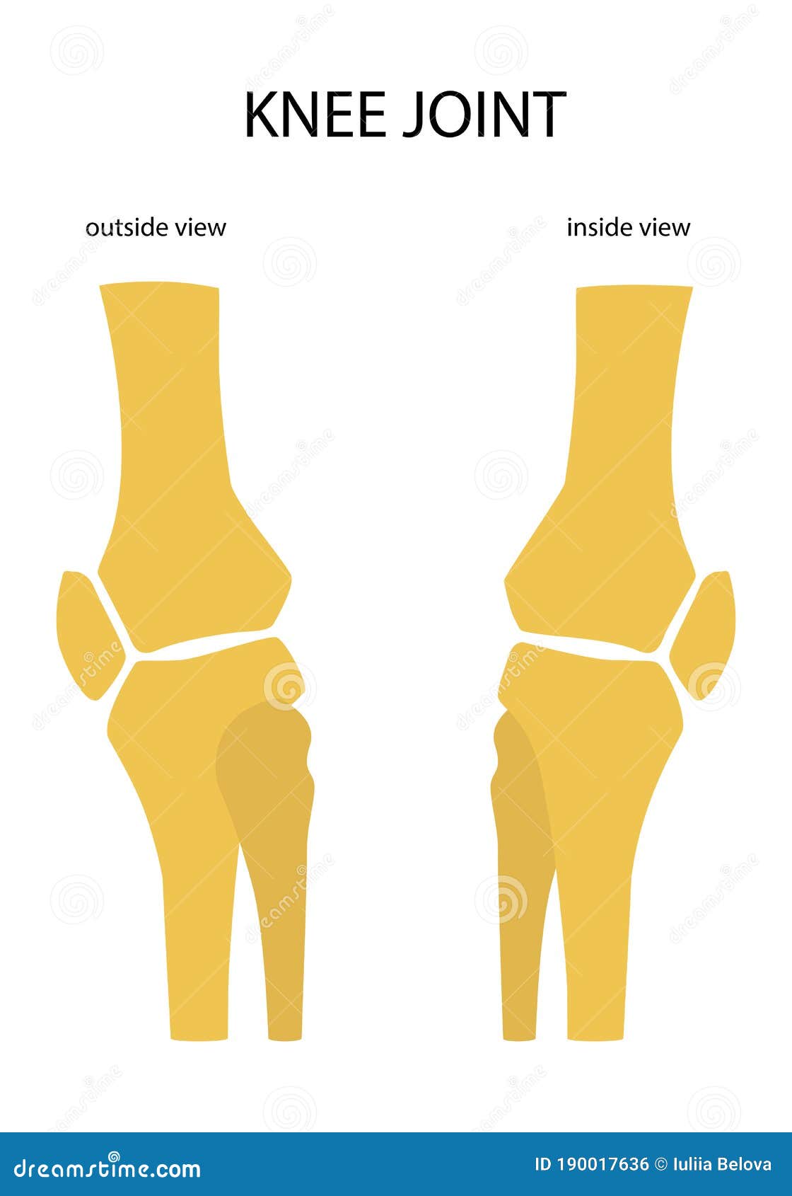 Human Knee View from the Outside and Inside. Vector Illustration Stock ...