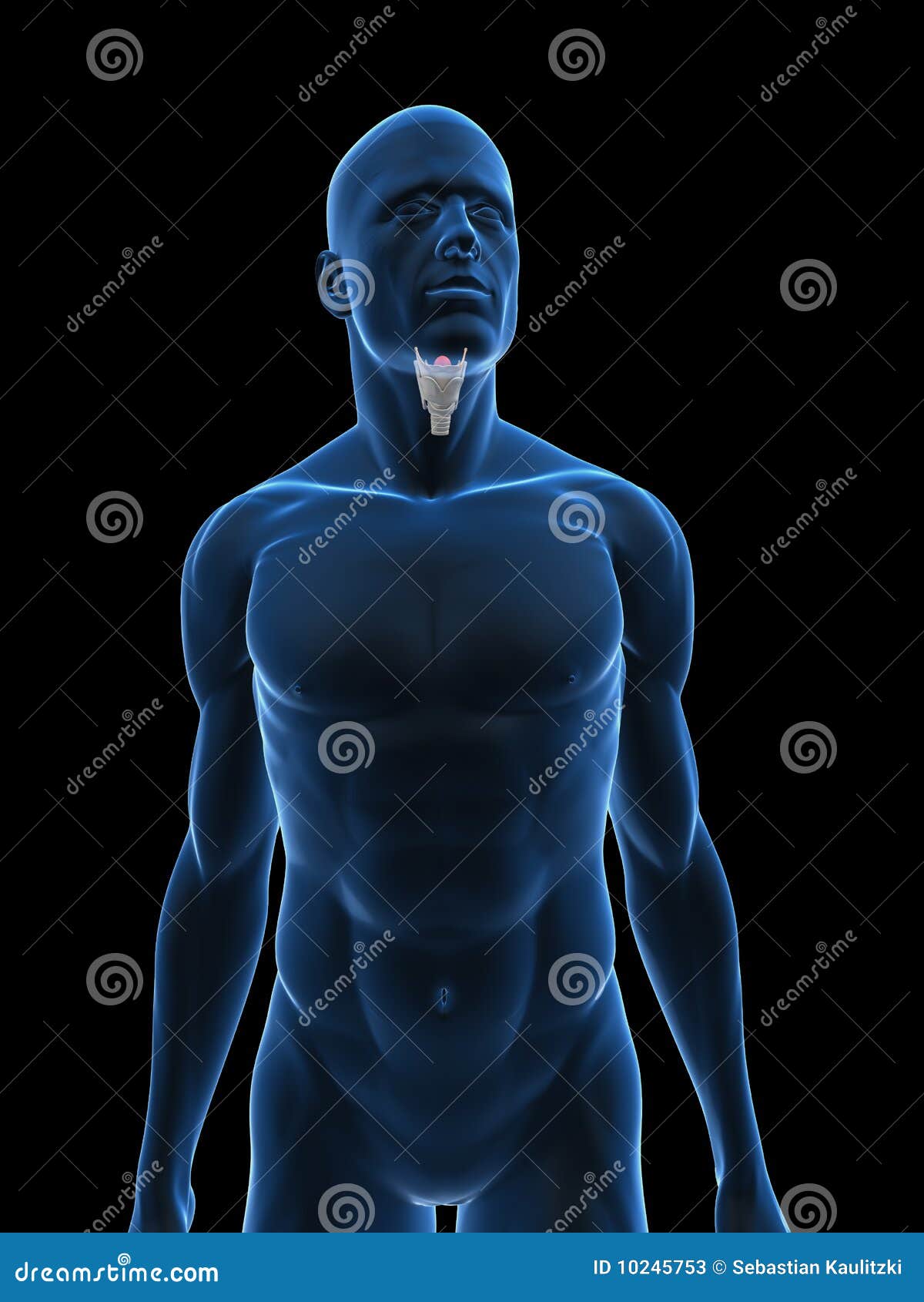 Human larynx stock illustration. Illustration of male - 10245753