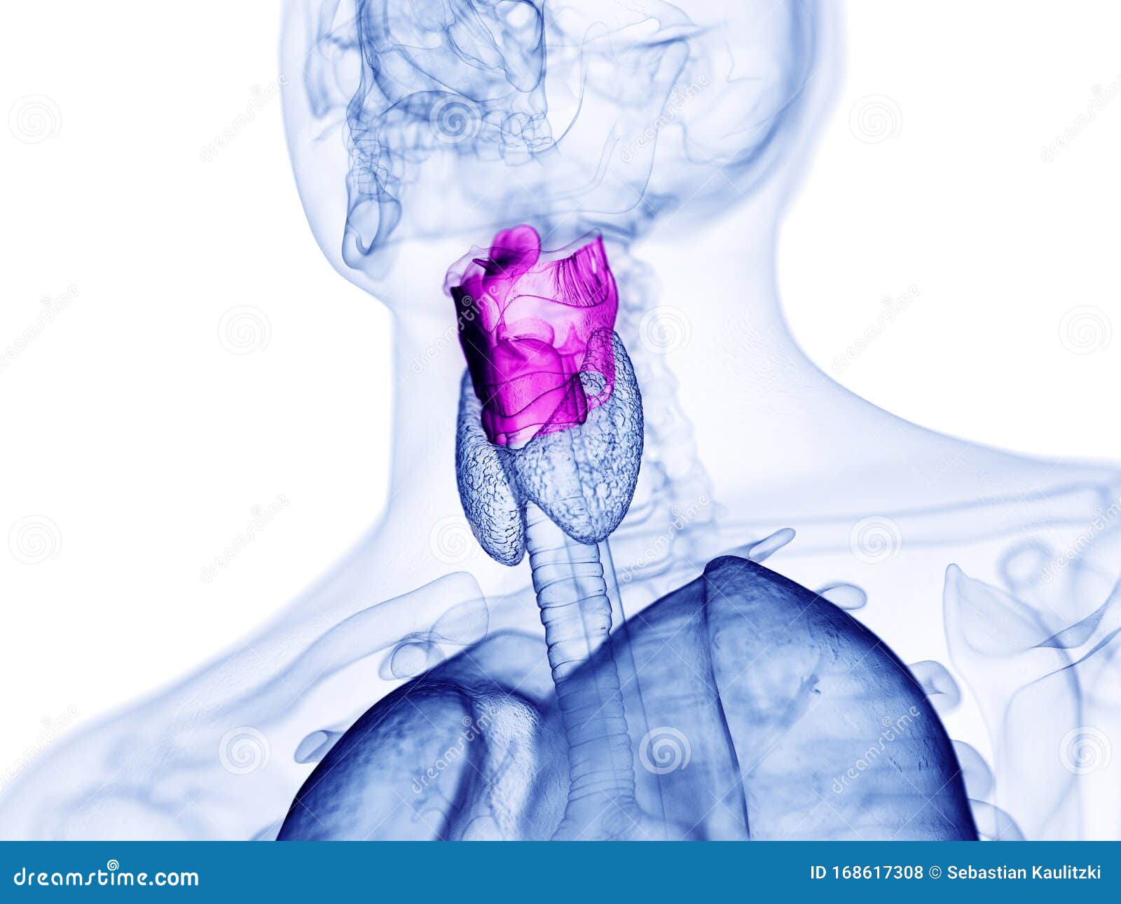 Human Larynx And Internal Pharynx Anatomy Head Illustration, Close ...