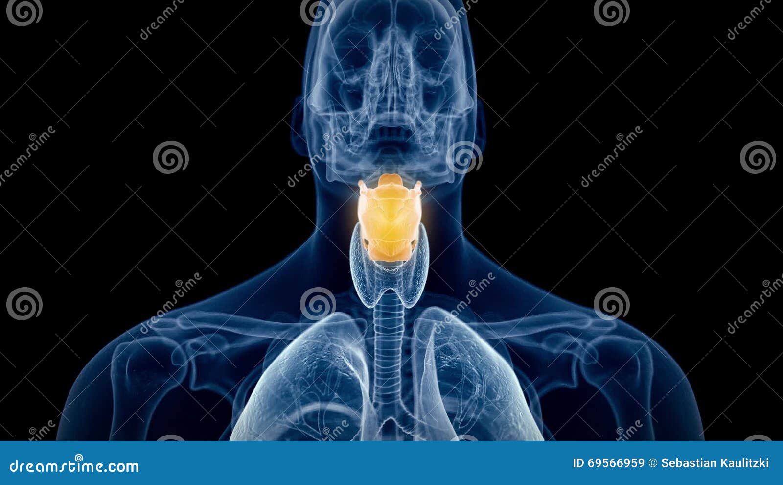 The human larynx stock video. Video of chest, highlight - 69566959