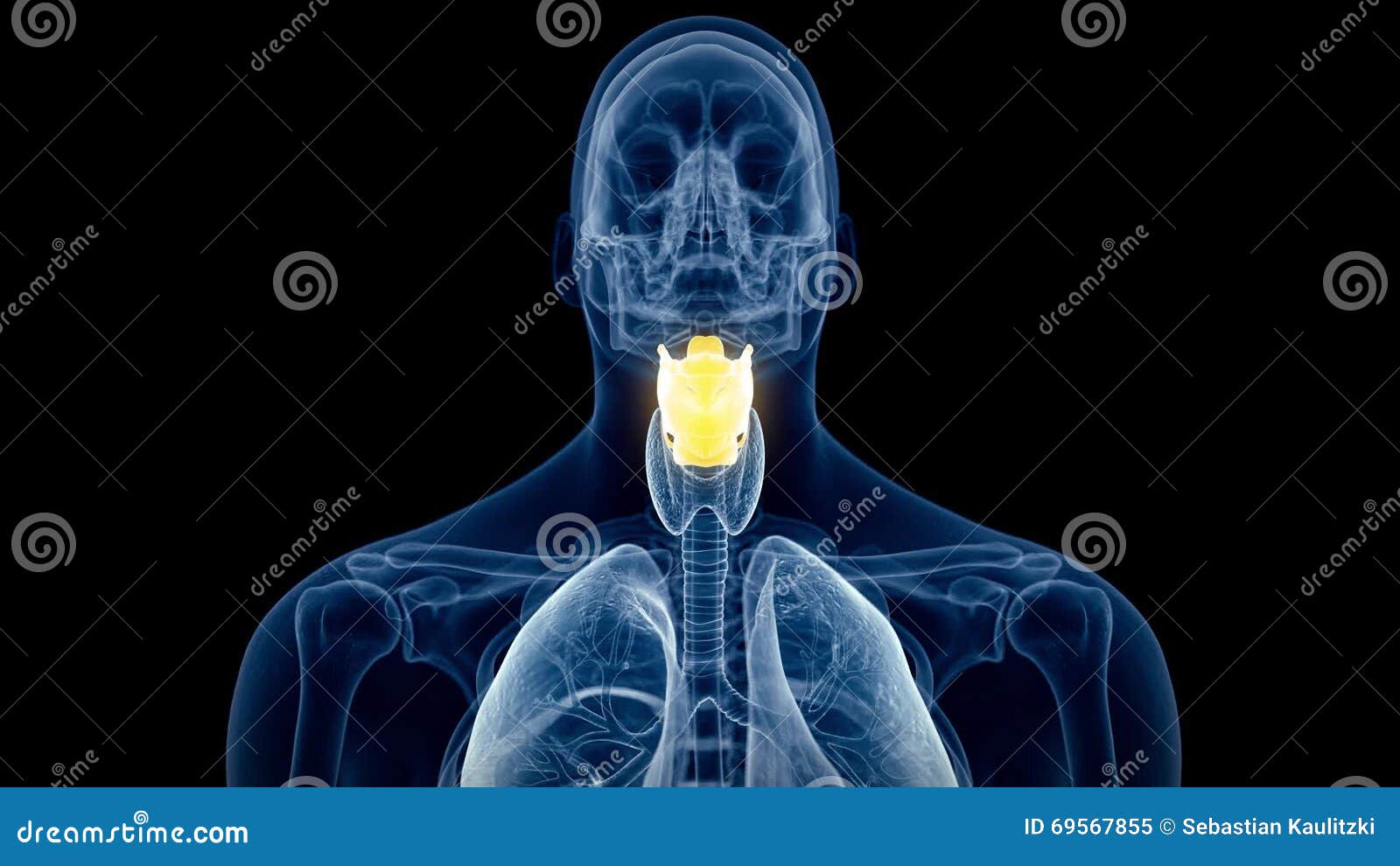 The human larynx stock video. Video of inflammation, larynx - 69567855
