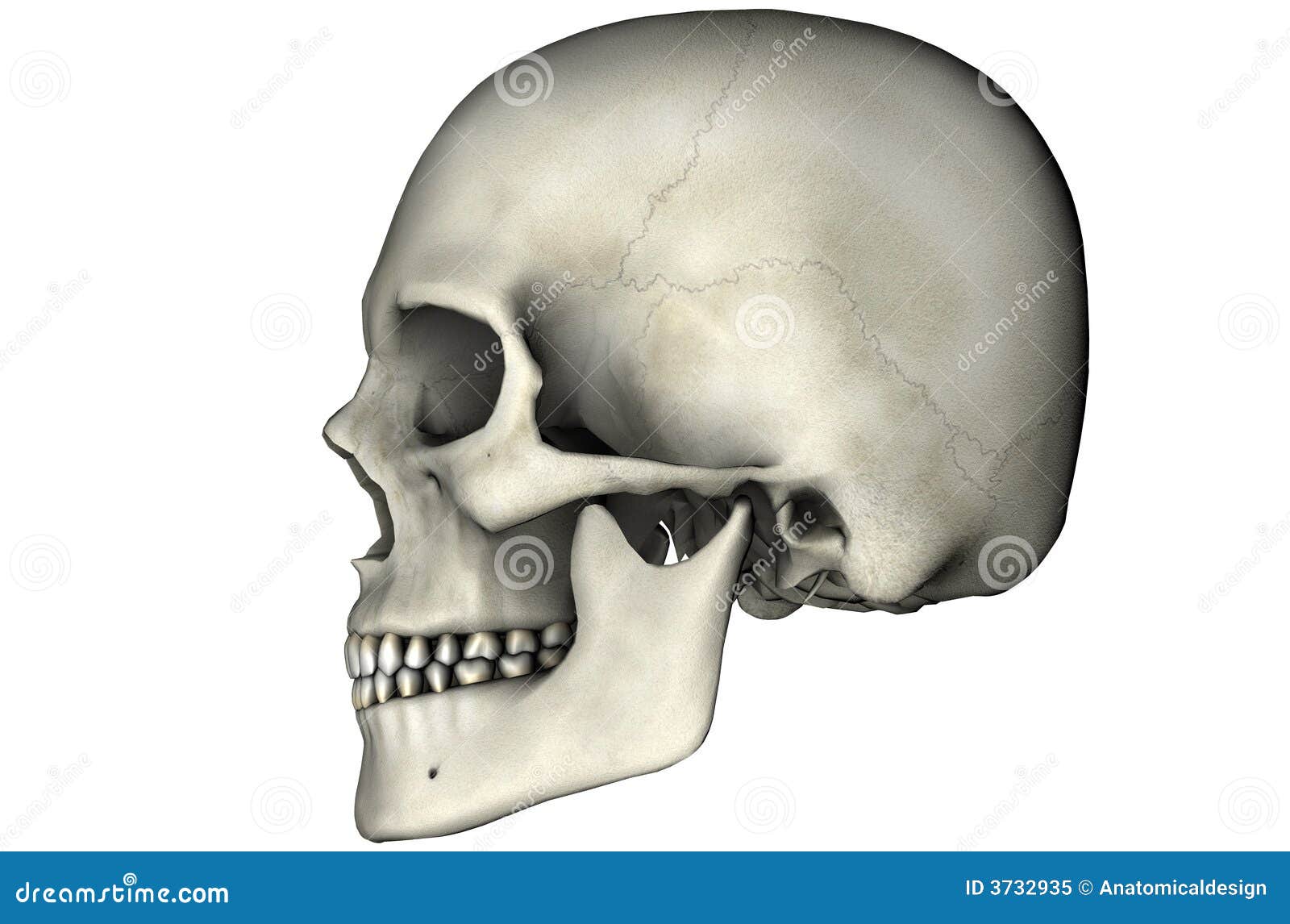 Human lateral skull stock illustration. Illustration of medical - 3732935