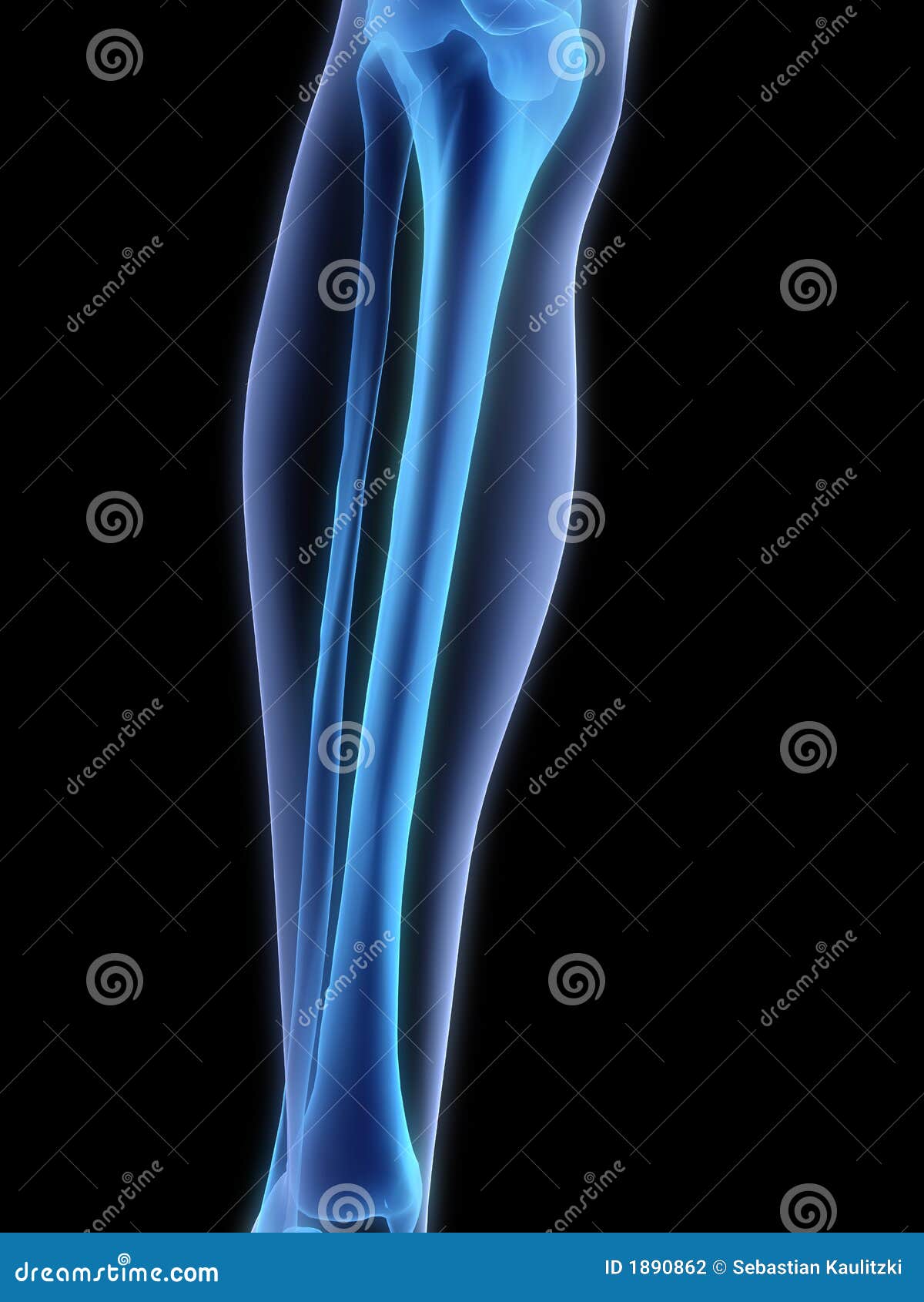 Human leg stock illustration. Illustration of bone, anatomical - 1890862