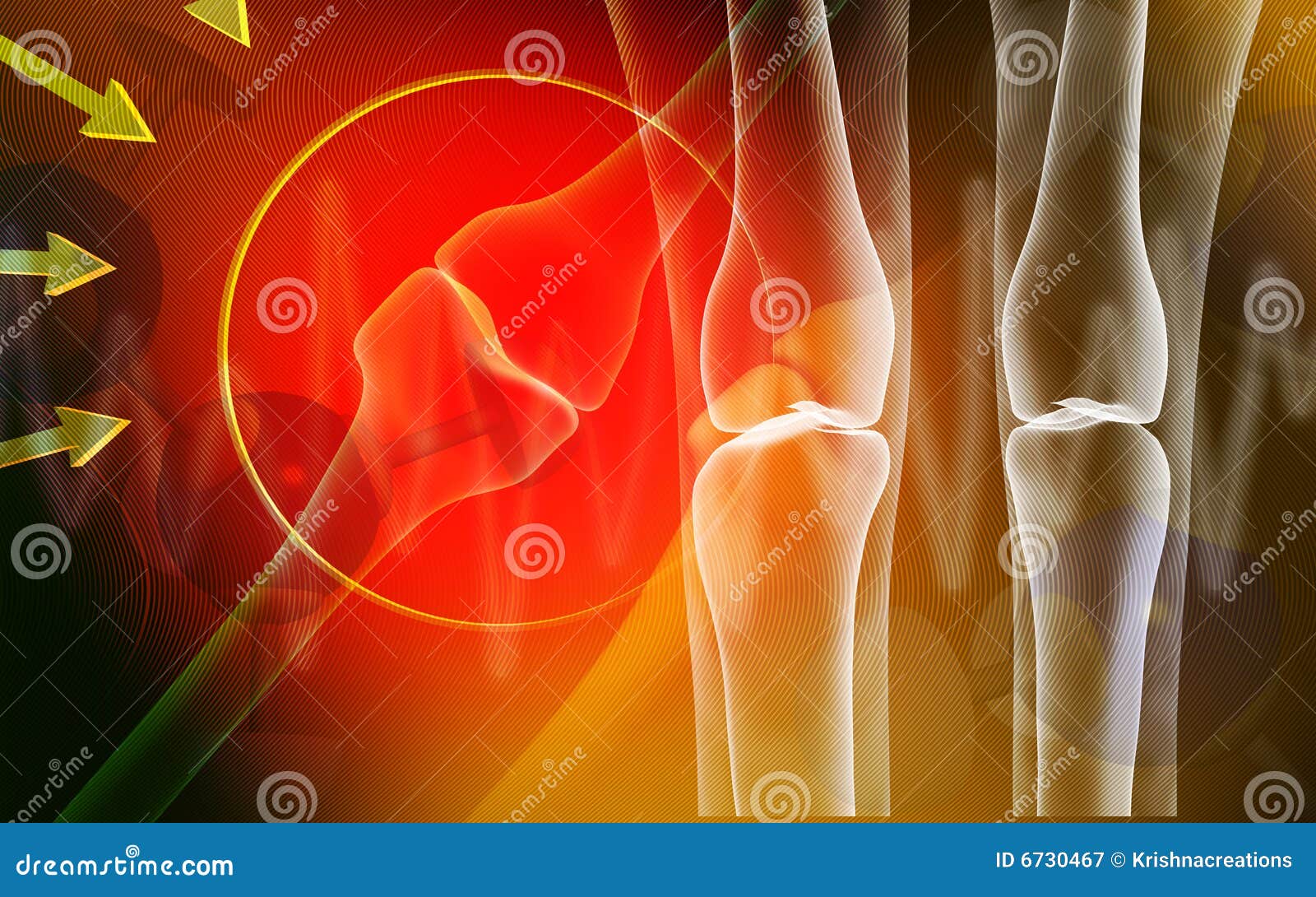 Human leg bone stock illustration. Illustration of anatomy - 6730467
