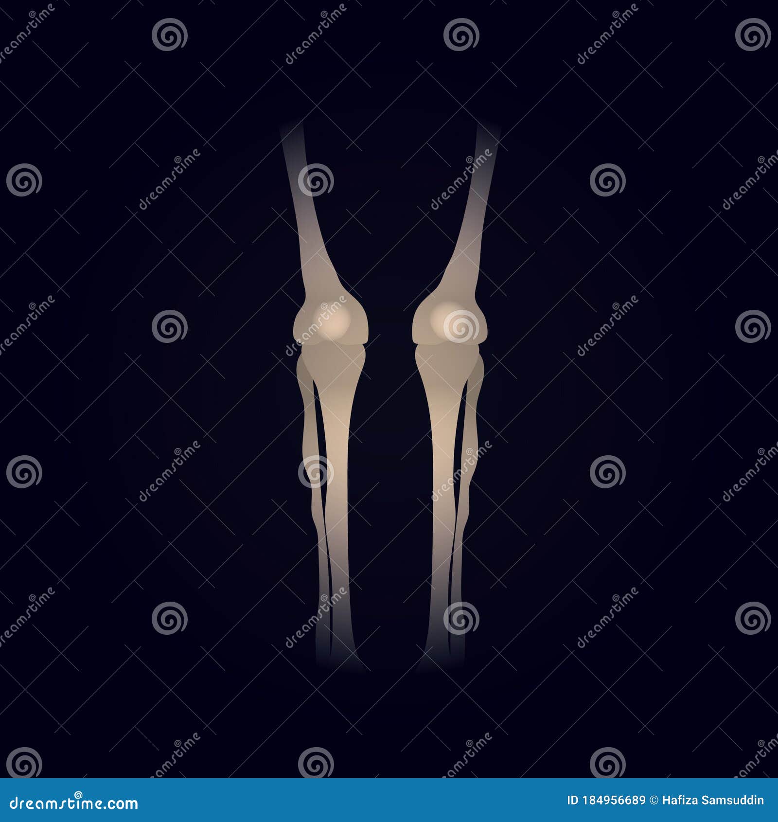 Human Leg Bone. Vector Illustration Decorative Background Design Stock ...
