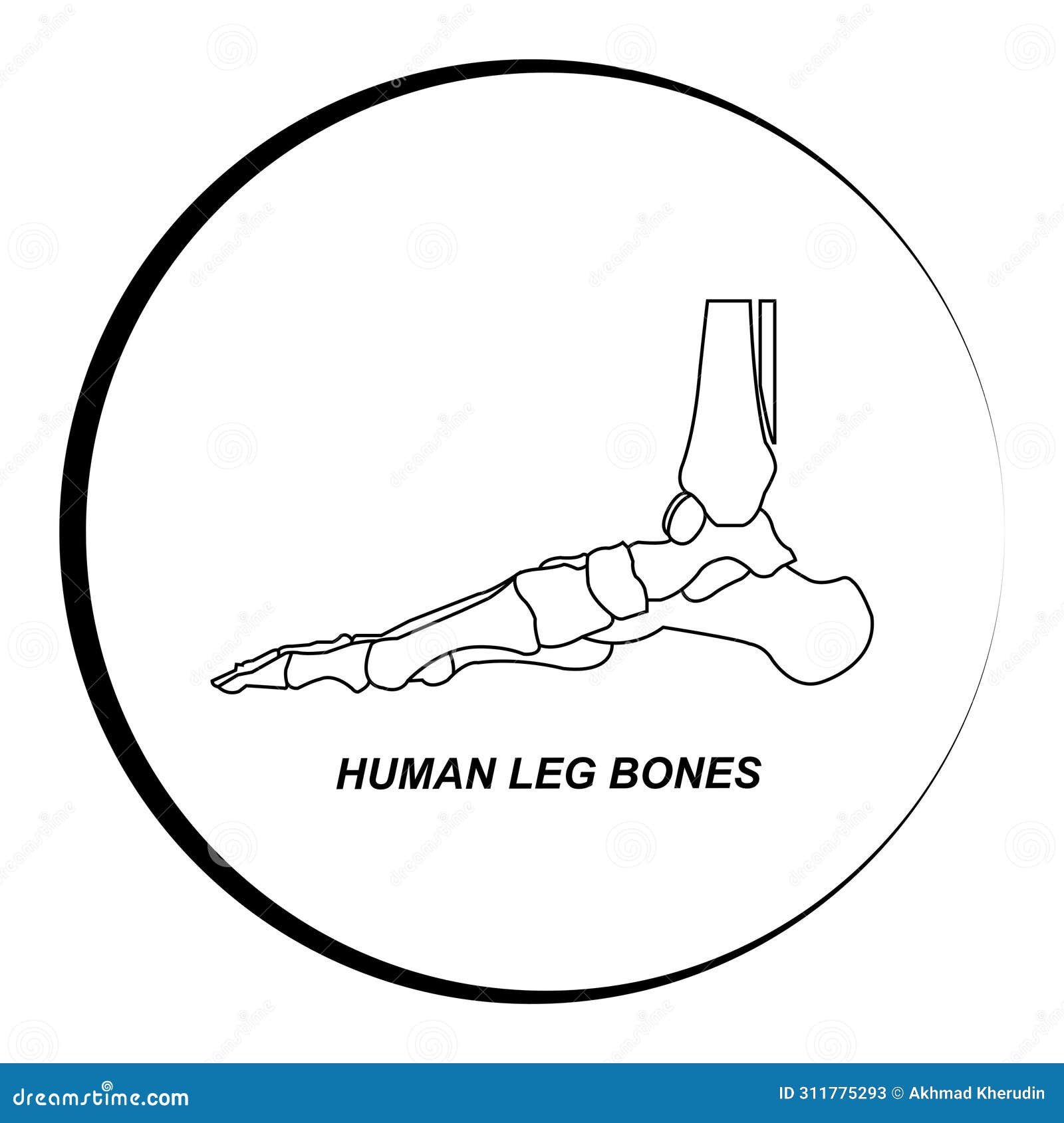 Human leg bones icon stock illustration. Illustration of outline ...
