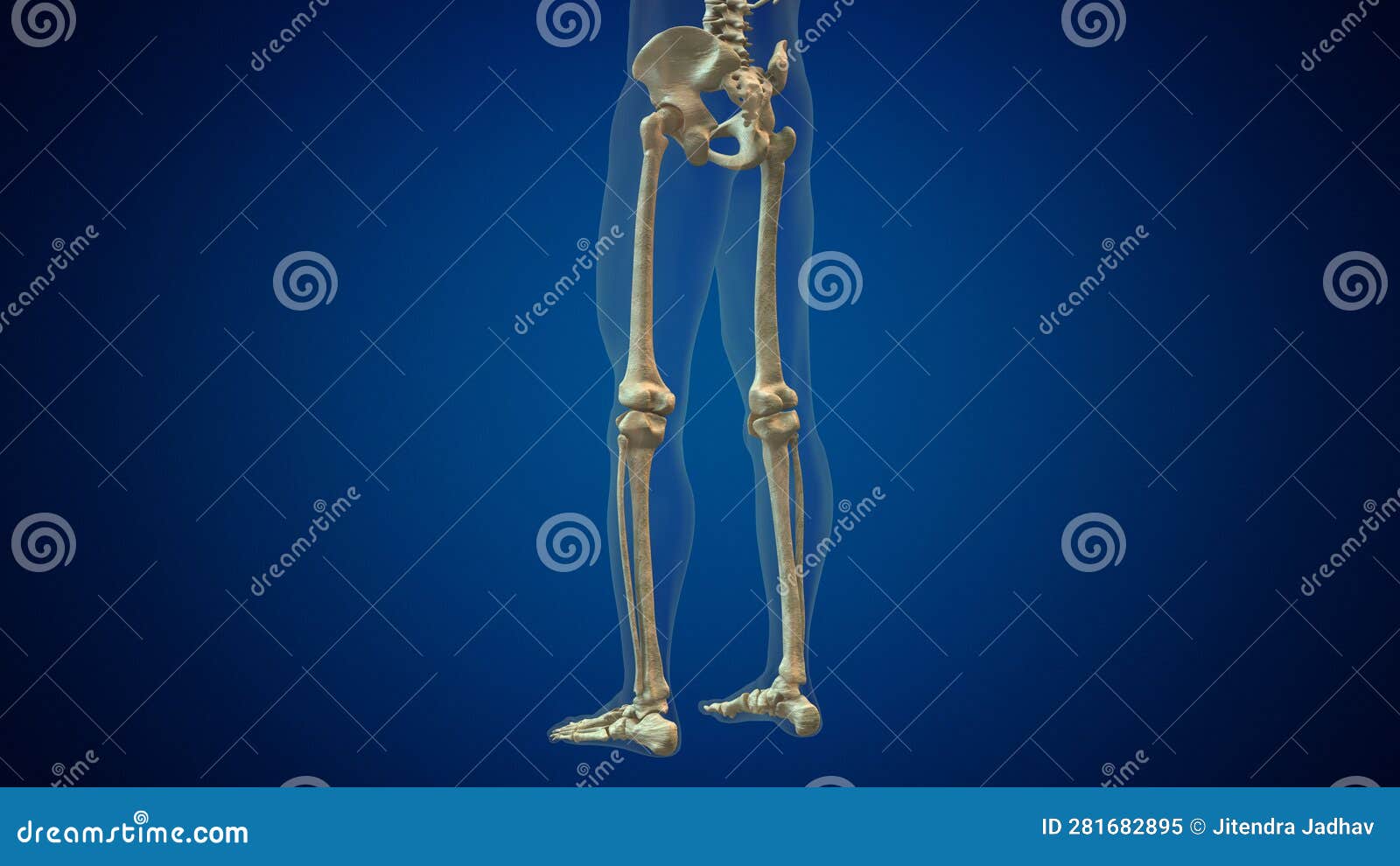 Human Leg Bones Anatomy Medical Background Stock Image - Image of ...