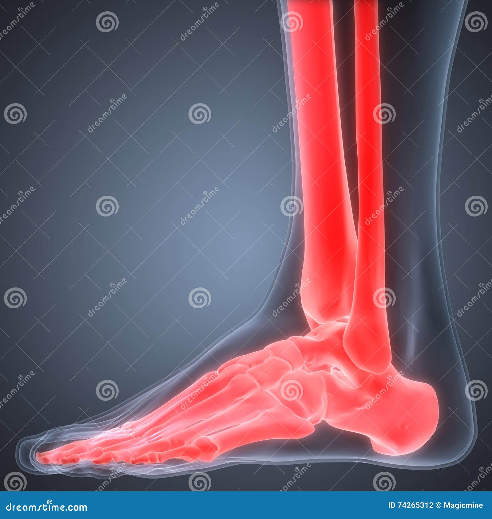 Human Leg Joint Pains stock illustration. Illustration of medicine ...