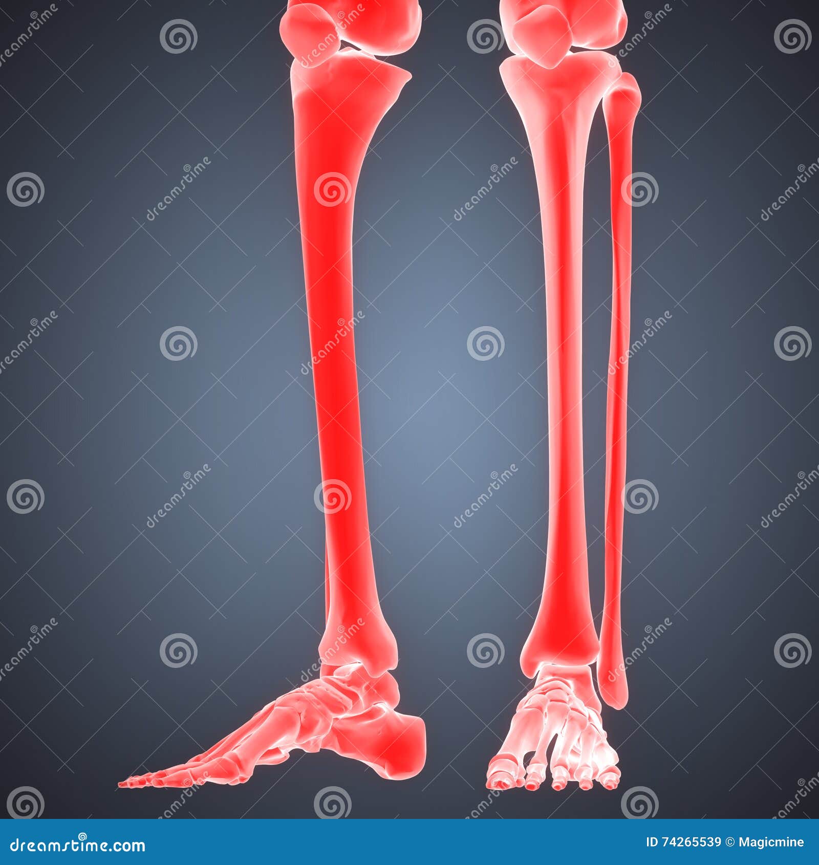 Human Leg Joint Pains stock illustration. Illustration of painful ...