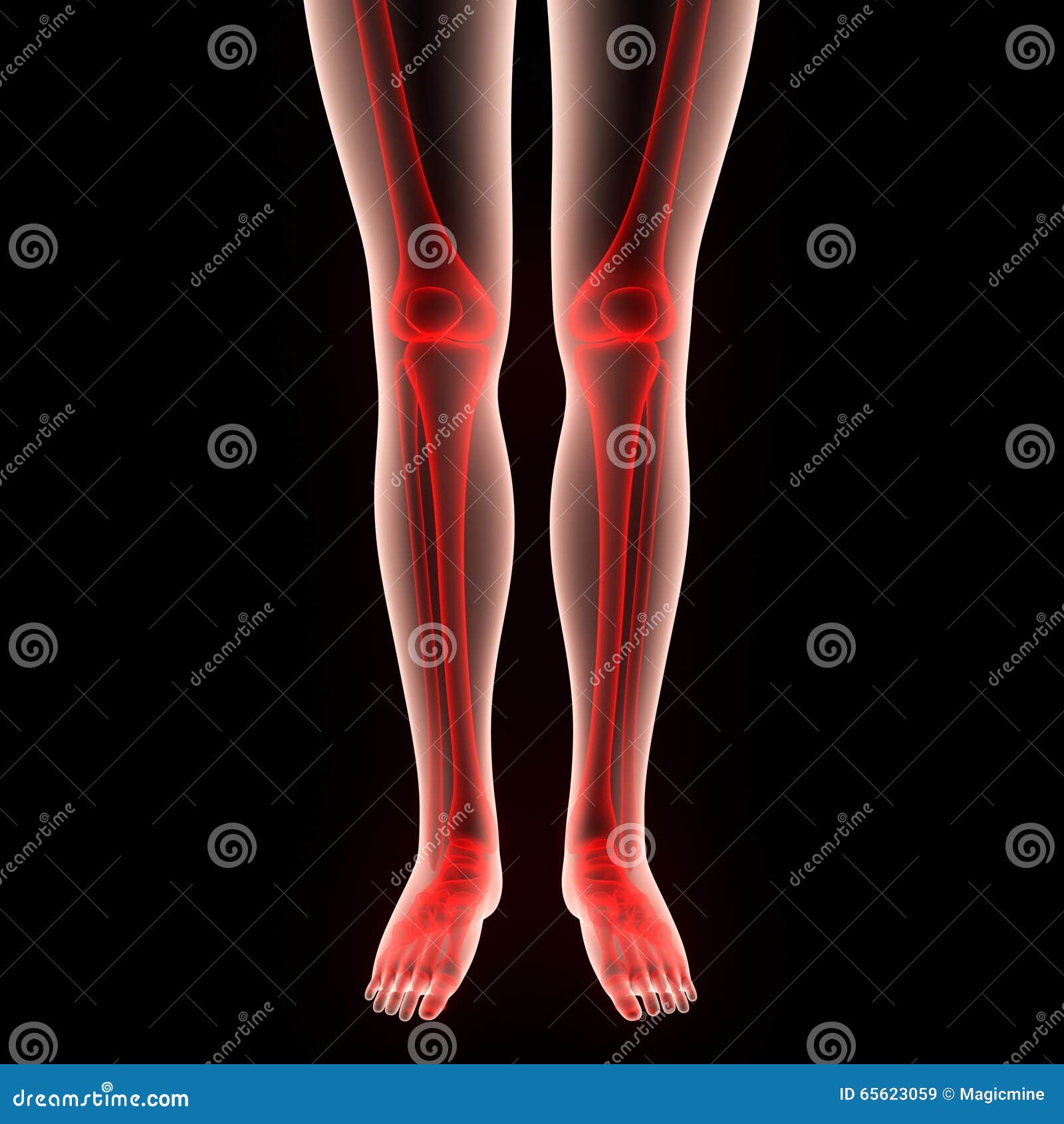 Human Leg Joints stock illustration. Illustration of pain - 65623059