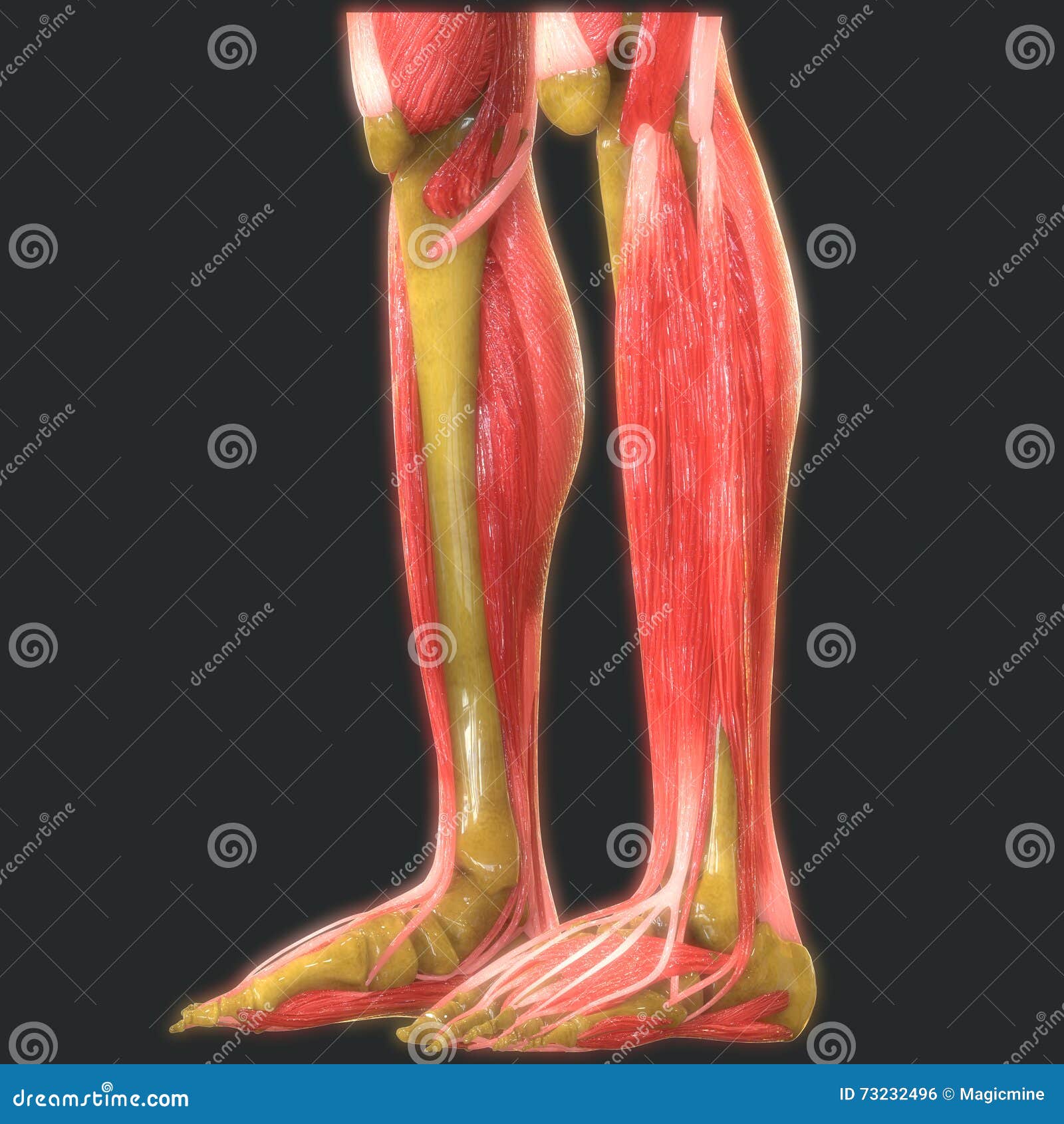 Human Leg Joints