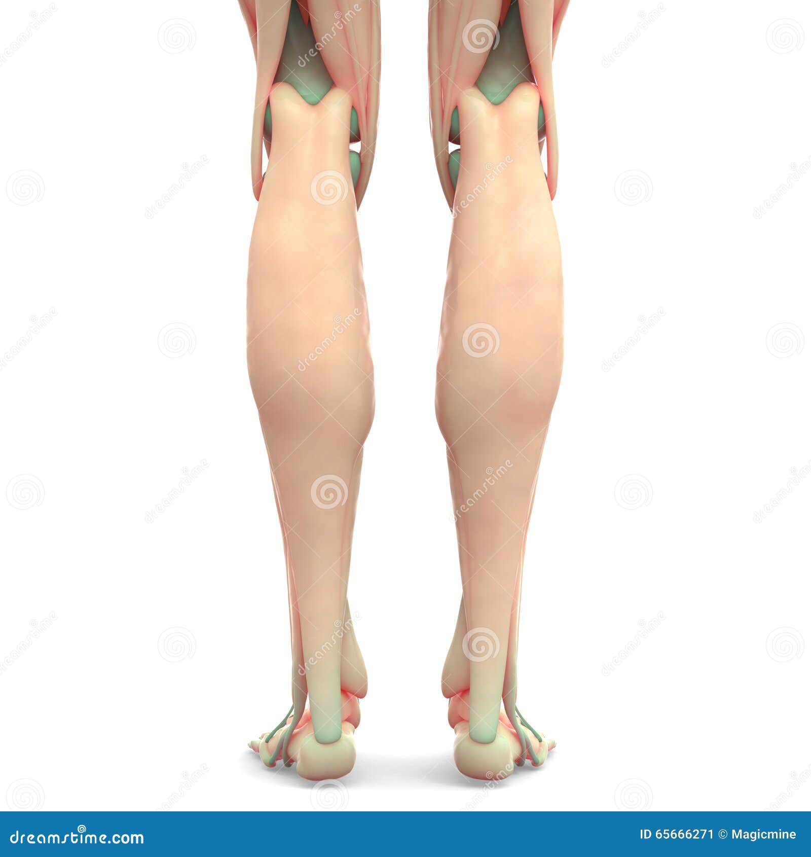 Human Leg Joints with Muscles Stock Illustration - Illustration of ...