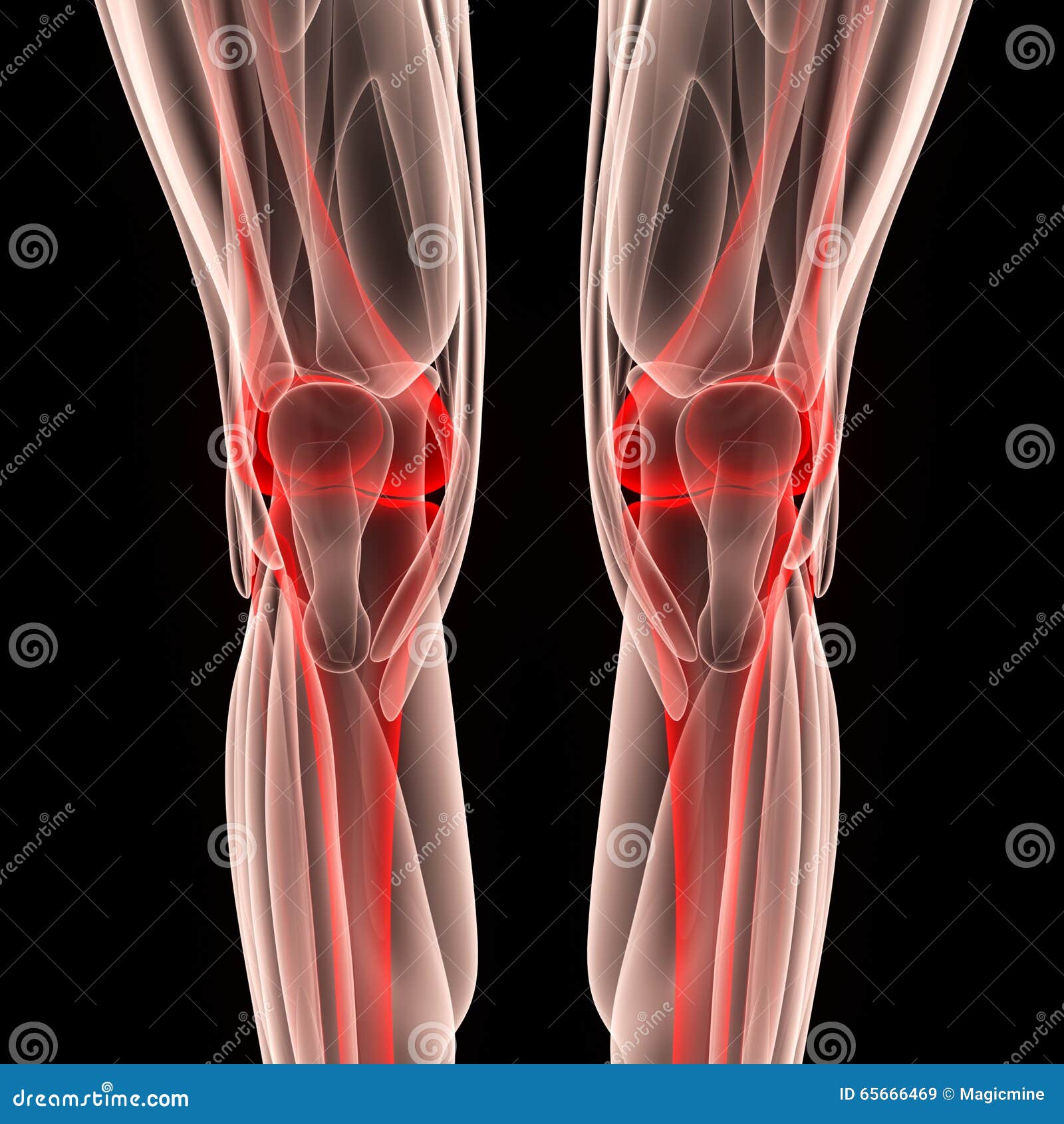 Human Leg Joints with Muscles Stock Illustration - Illustration of care ...
