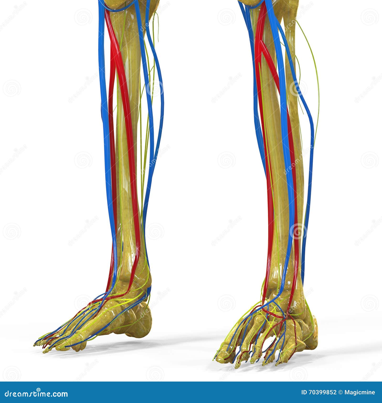 Human Leg Joints